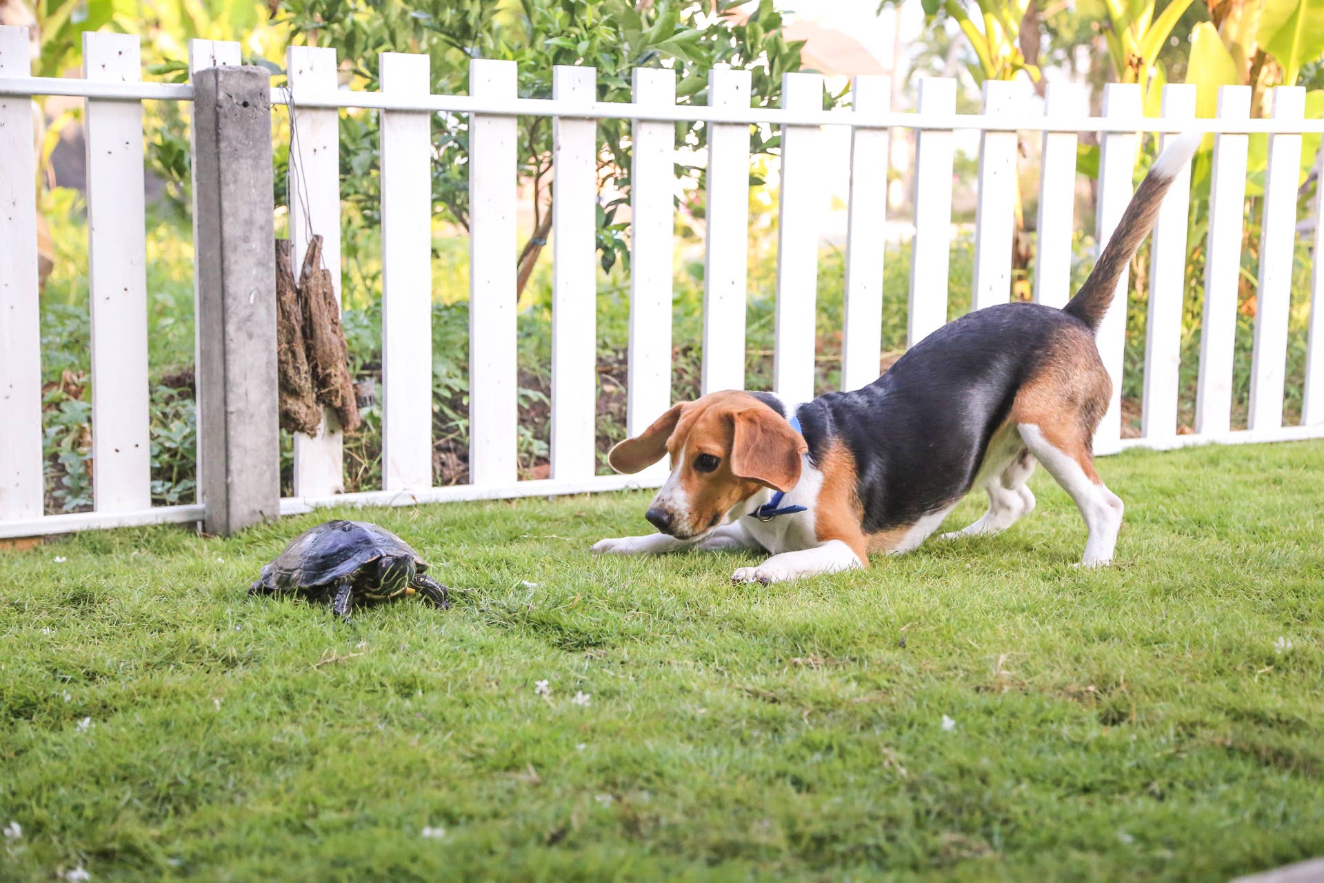 Chiweenie Dog Welcomes New Tortoise Sibling With Wiggles - PawNation