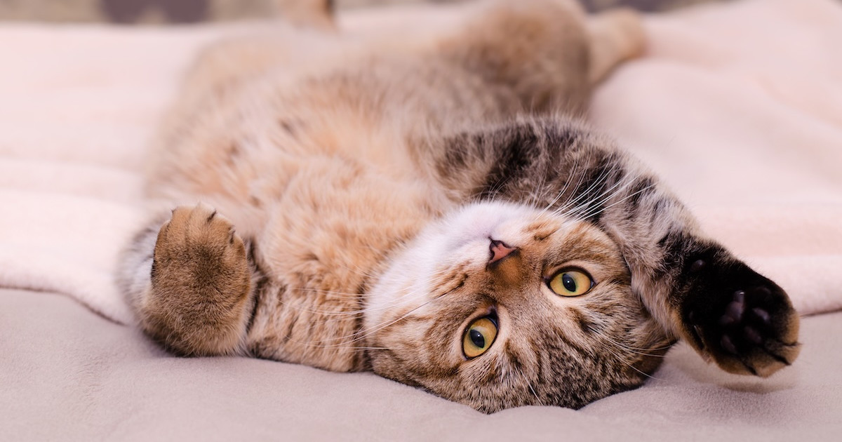Tabby Cat Is Absolutely Zooted After His Neuter Appointment - PawNation