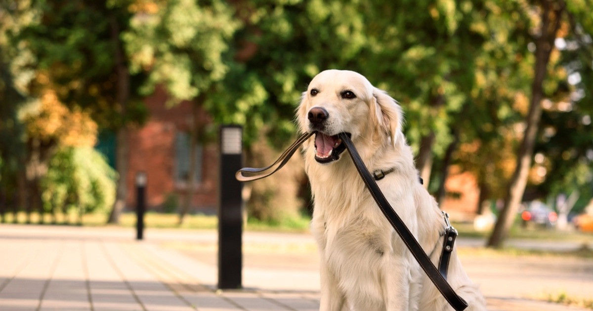 Toddler Keeping Her Golden Retrievers Safe During a Walk Is Making ...