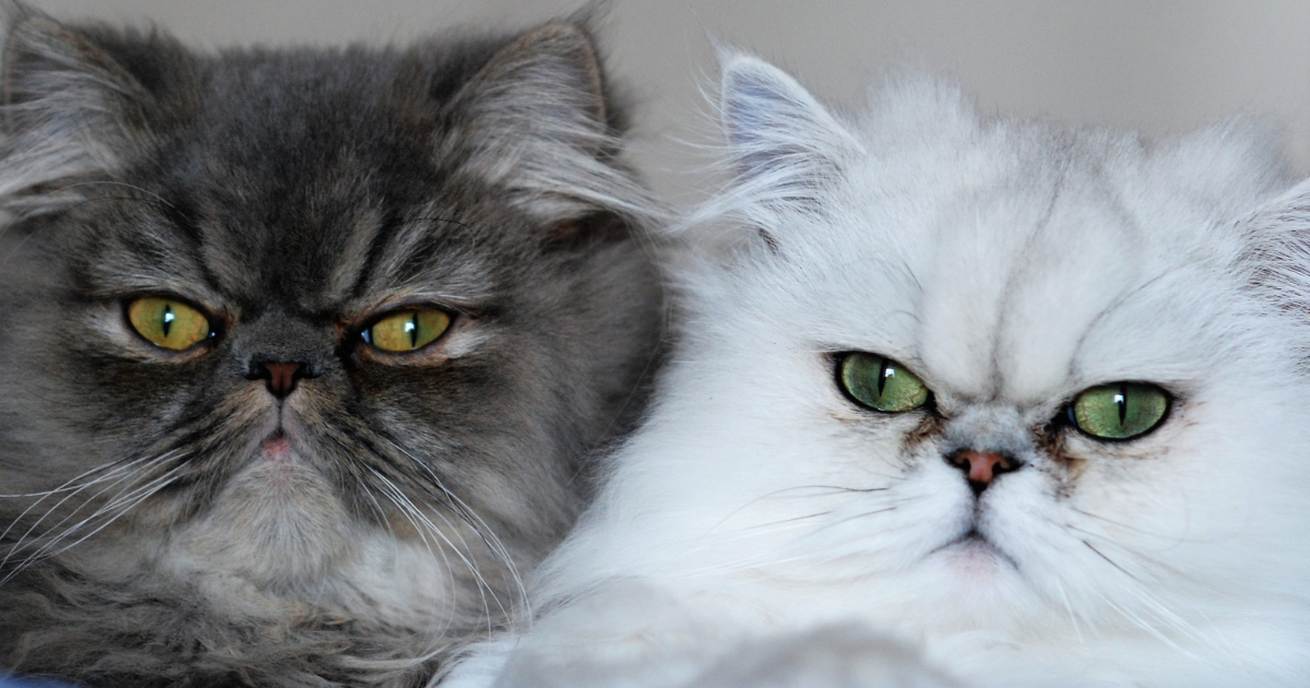 Fluffy Persian Cat Duo Exploring Winter Weather Is the Definition of ...
