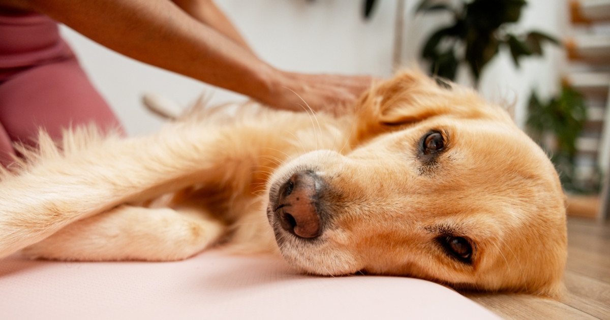 Golden Retriever Casually Steals Her Human’s Massage and Claims the ...
