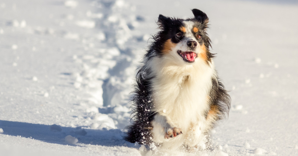 Australian Shepherd Pulling Patient Orange Cat Around in a Makeshift ...