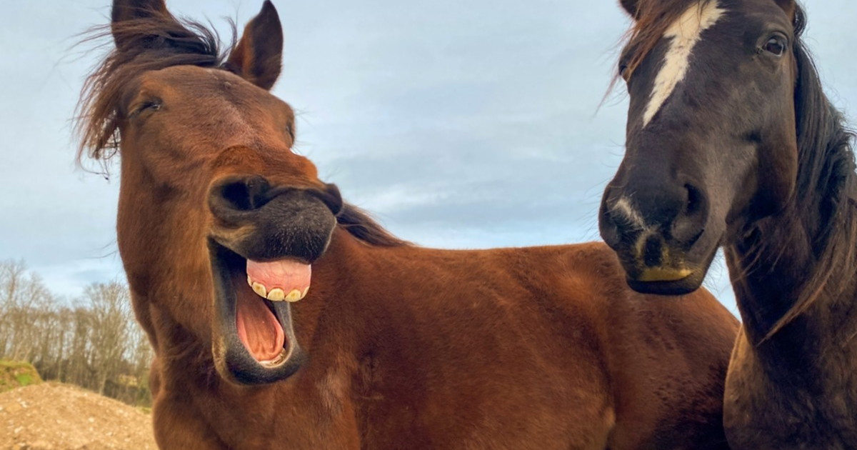 Horse’s Goofy Smile Is Cracking Everybody Up - PawNation