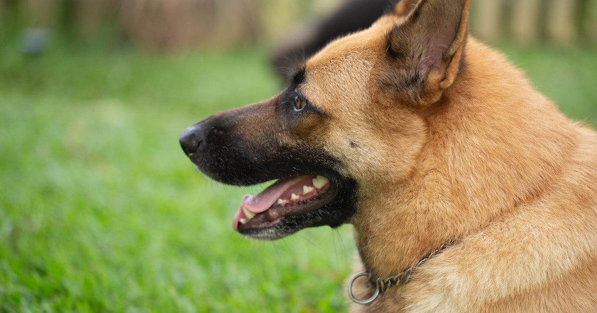 Family Bringing Foster Dog Home Forever Is Giving People All the Feels ...