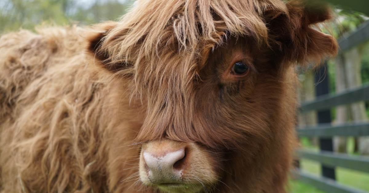 Brand-New Baby Cow Has the Biggest Moo We’ve Ever Heard - PawNation