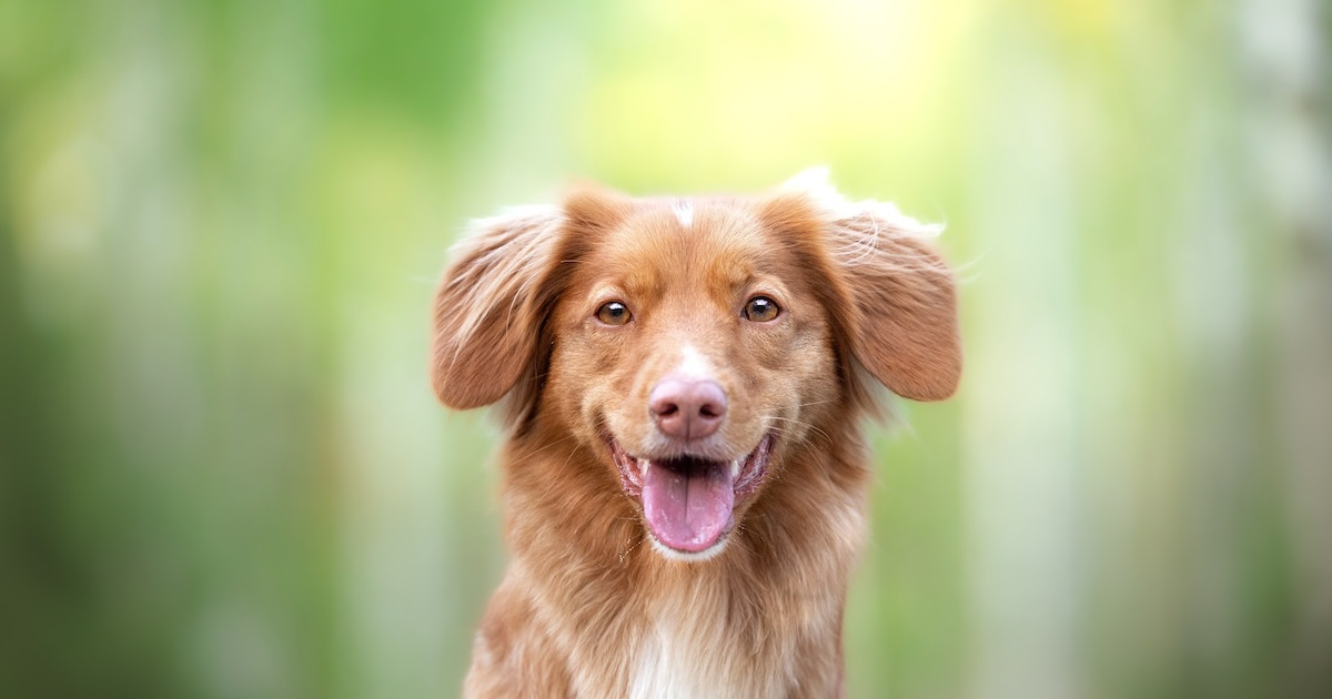 Duck Tolling Retriever Saves the Day When Mom Drops His Leash - PawNation