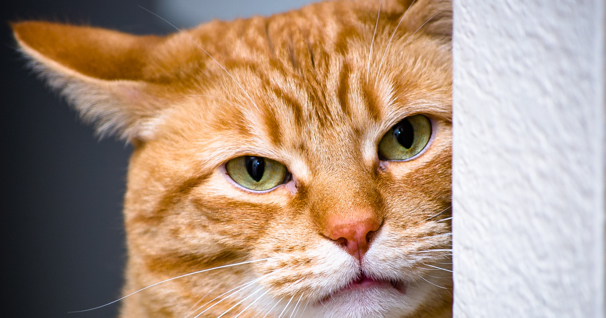 Orange Cat Siblings Meet Newly Rescued Sister and the Jury’s Still ...