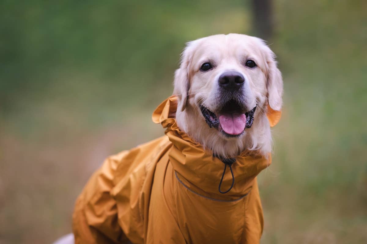 Golden Retriever Looks Perfectly Dignified in Her Raincoat on a Rainy ...