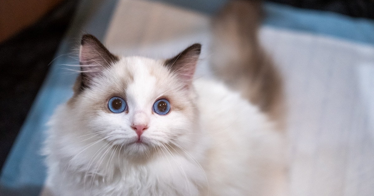 Ragdoll Cat Proudly Shows off Her Gallery of TikTok Comments in Her ...