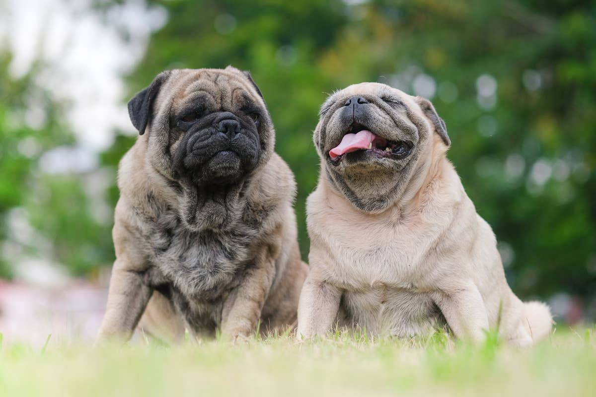 Pug Siblings With Different Personalities Couldn't Be More Relatable ...