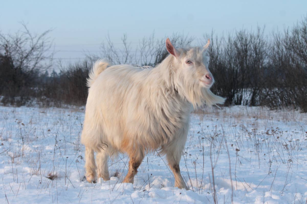 ‘Ice-Skating’ Goat Trying To Figure Out the Frozen Pond Is the Winter ...