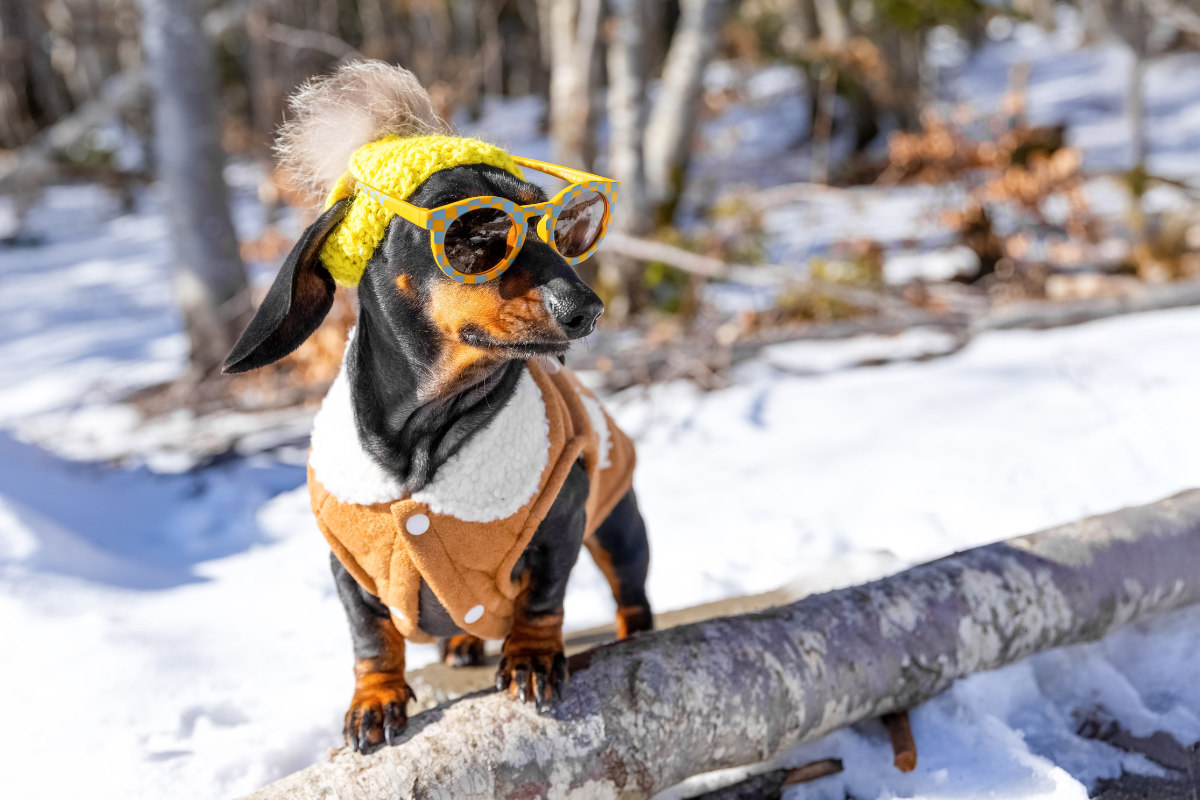 Dachshund Gets Bundled up for the Cold, Like a True Winter Pro - PawNation