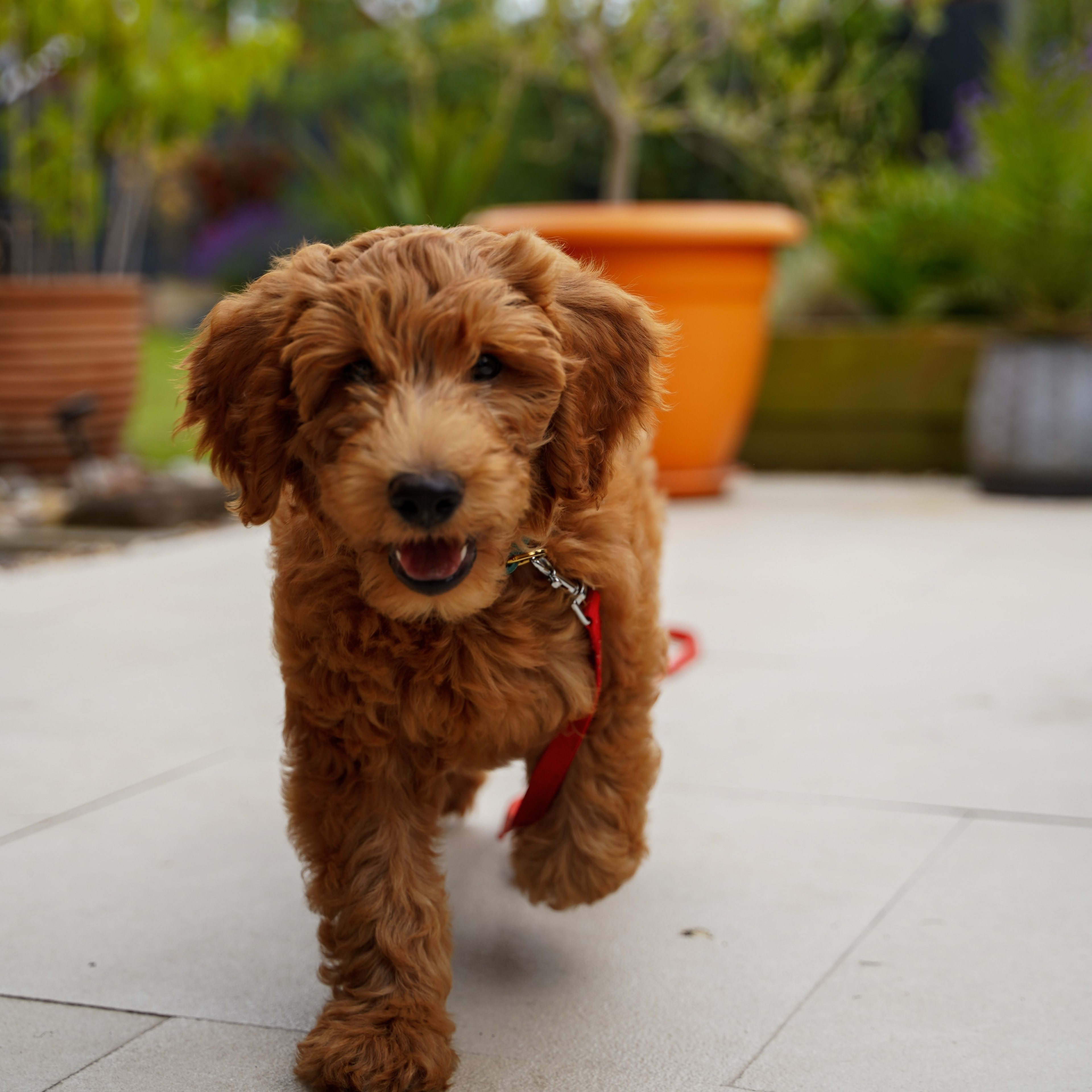 Everybody Is Impressed by Poodle Who Knows He Has to Clean up His Toys ...
