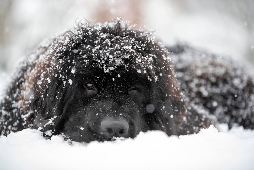 150+ 'Old Man' Dog Names That Are Hilariously Perfect - PawNation