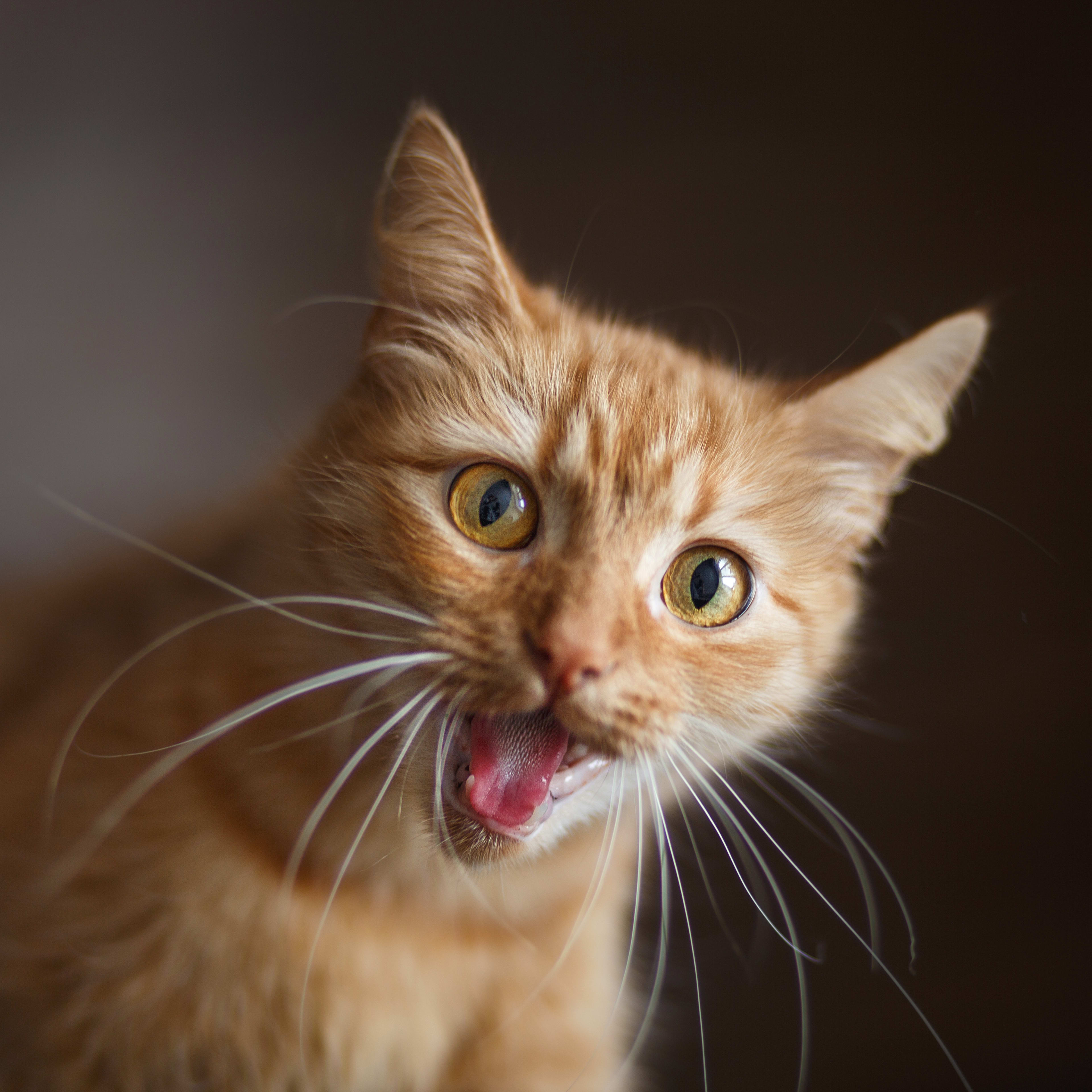 Orange Cat Tries Cheetos and He's Hooked After One Bite - PawNation