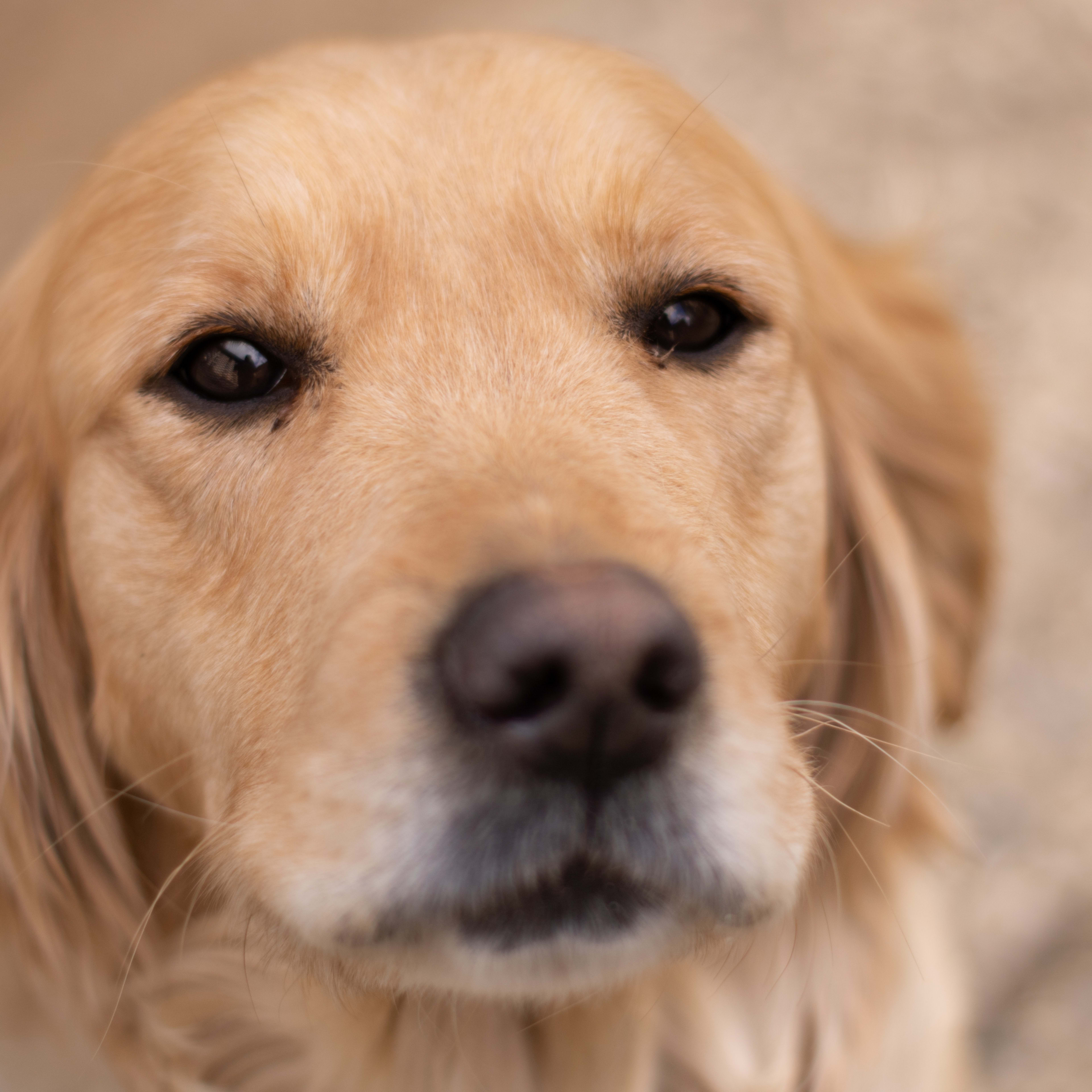 Golden Retriever Returns From the Groomer and Trust Is Officially ...