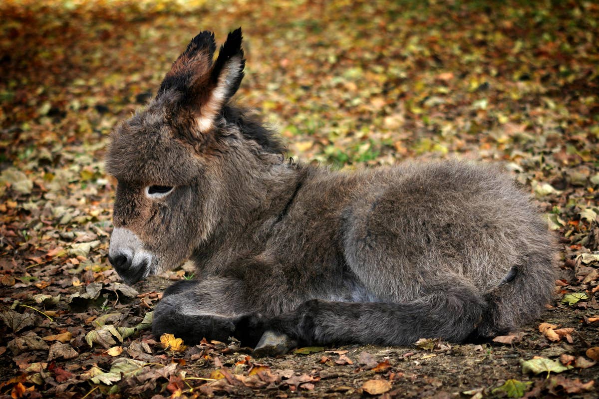 This Family’s 'House Donkey' Is the Pet Trend No One Saw Coming - PawNation