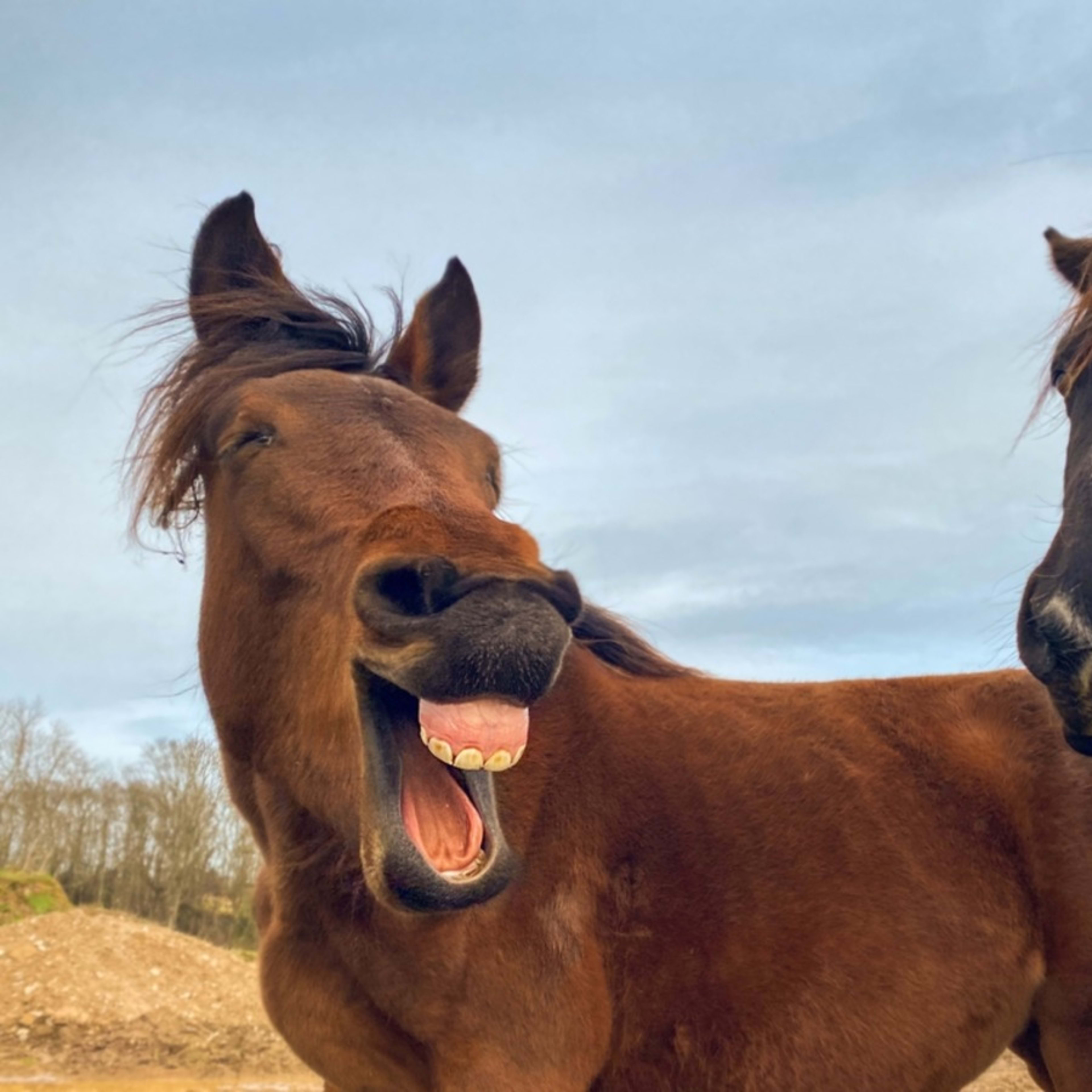 Retired Racehorse Hears Race Song and His Face Says It All - PawNation