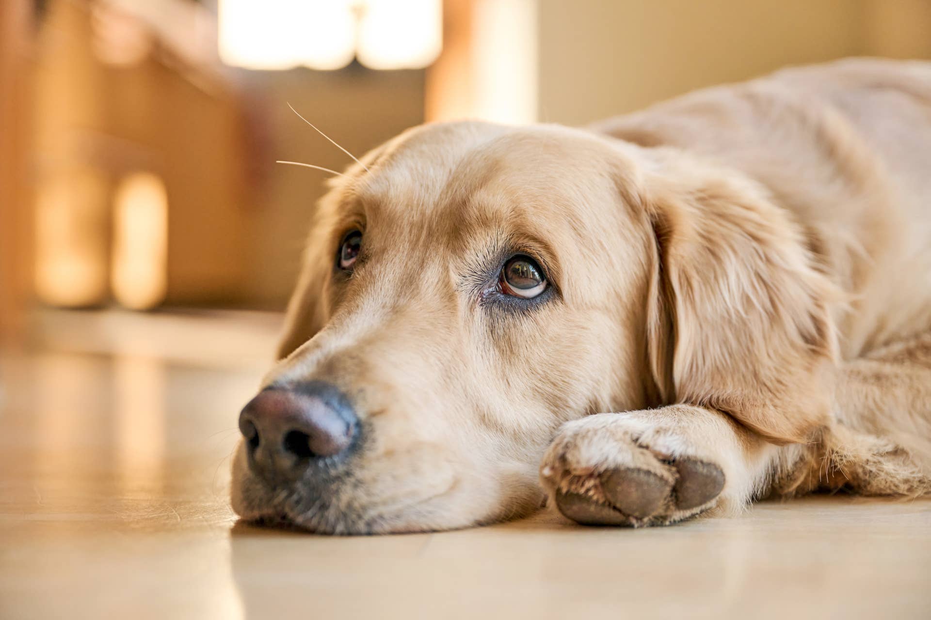 Dog Dad Shares Weird Things He’s Caught His Golden Retriever Doing, and ...