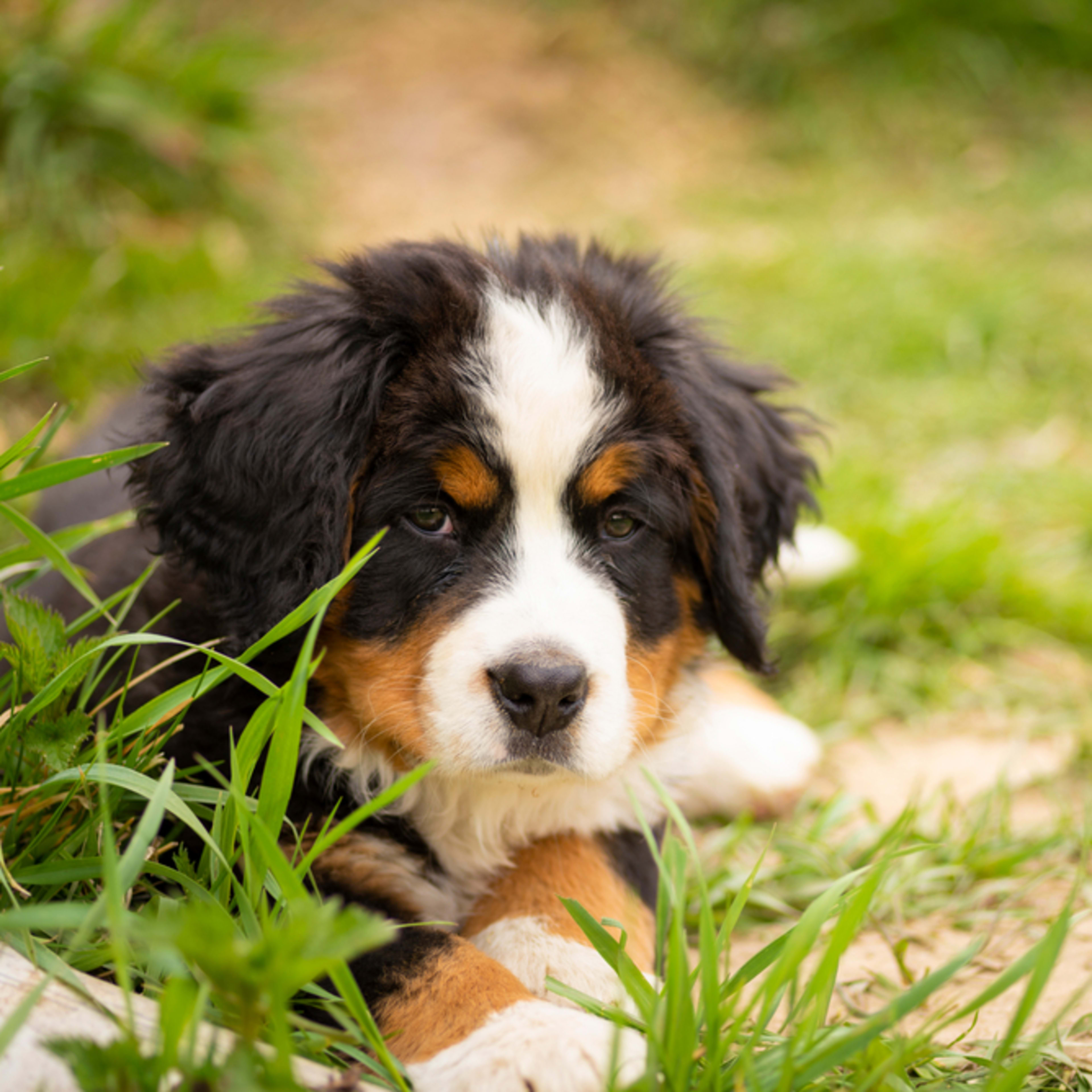 Bernese Mountain Dog Thinks Midnight Snow Play Should Never End - PawNation