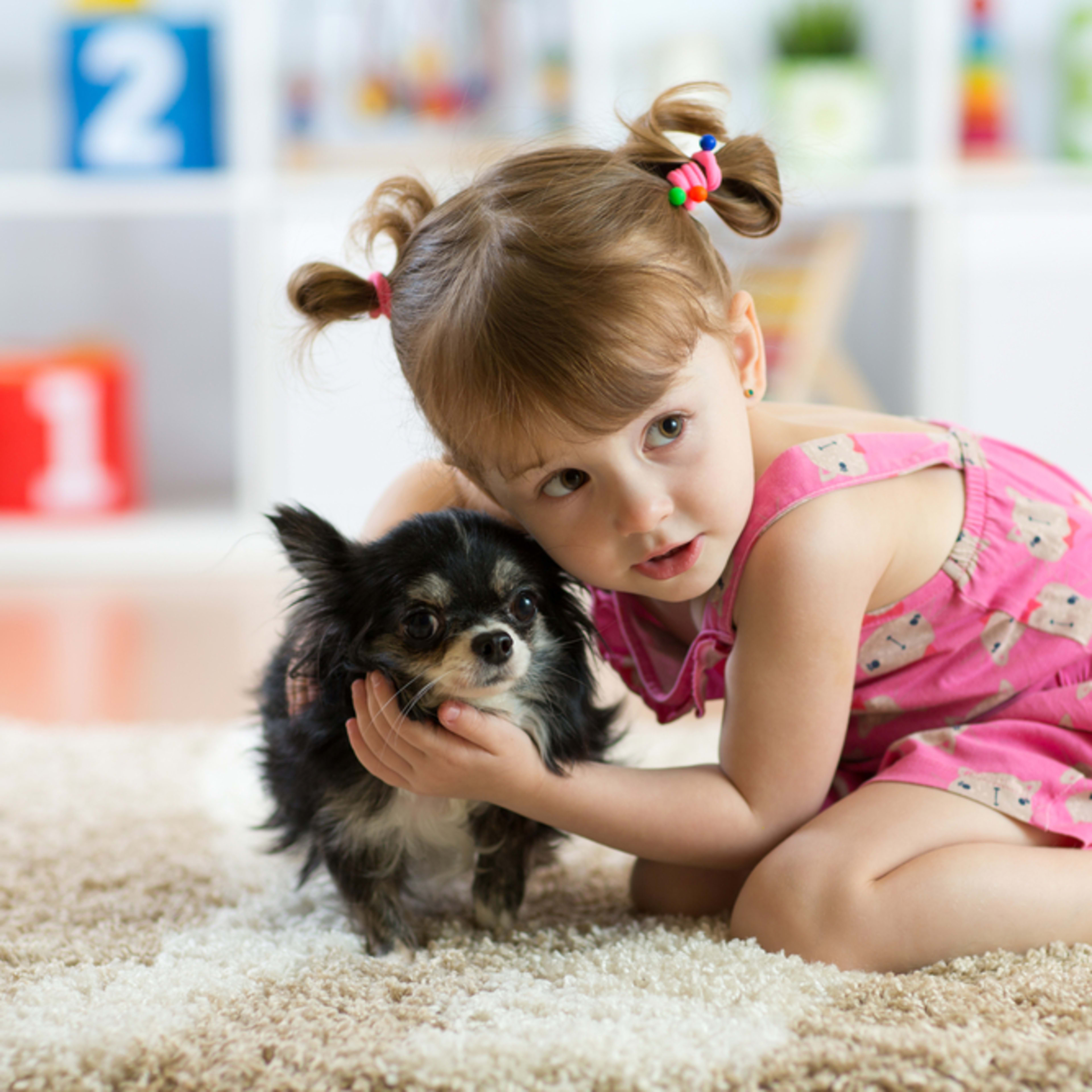 Golden Retriever Gets the Most Wholesome Brand Trip Experience and His ...