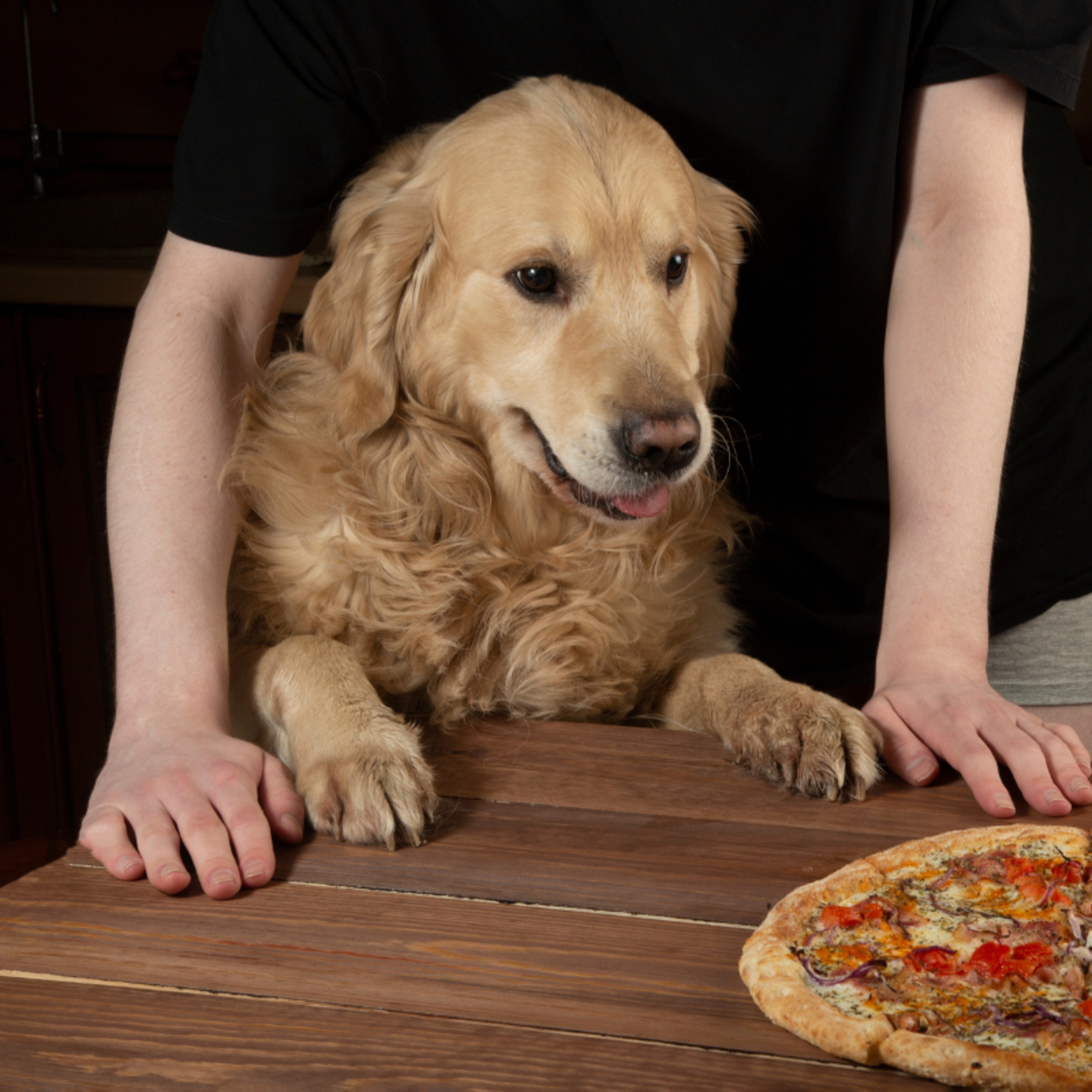 Curious Bernese Mountain Dog Puppy Lets Us Admire Him Before Trotting ...