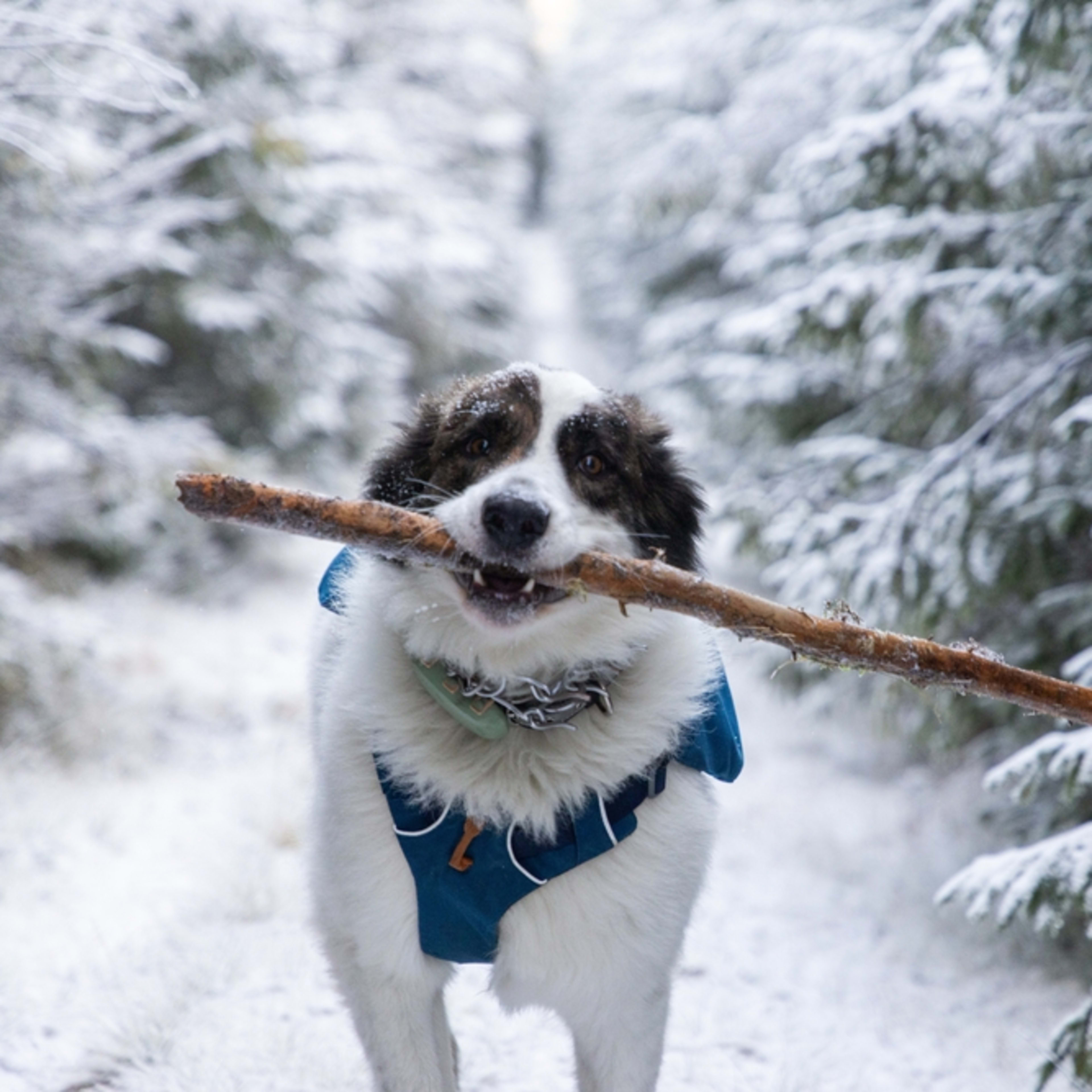 Little Girls Giving Their Pet Pig a ‘Spa Day’ Are Too Cute To Resist ...