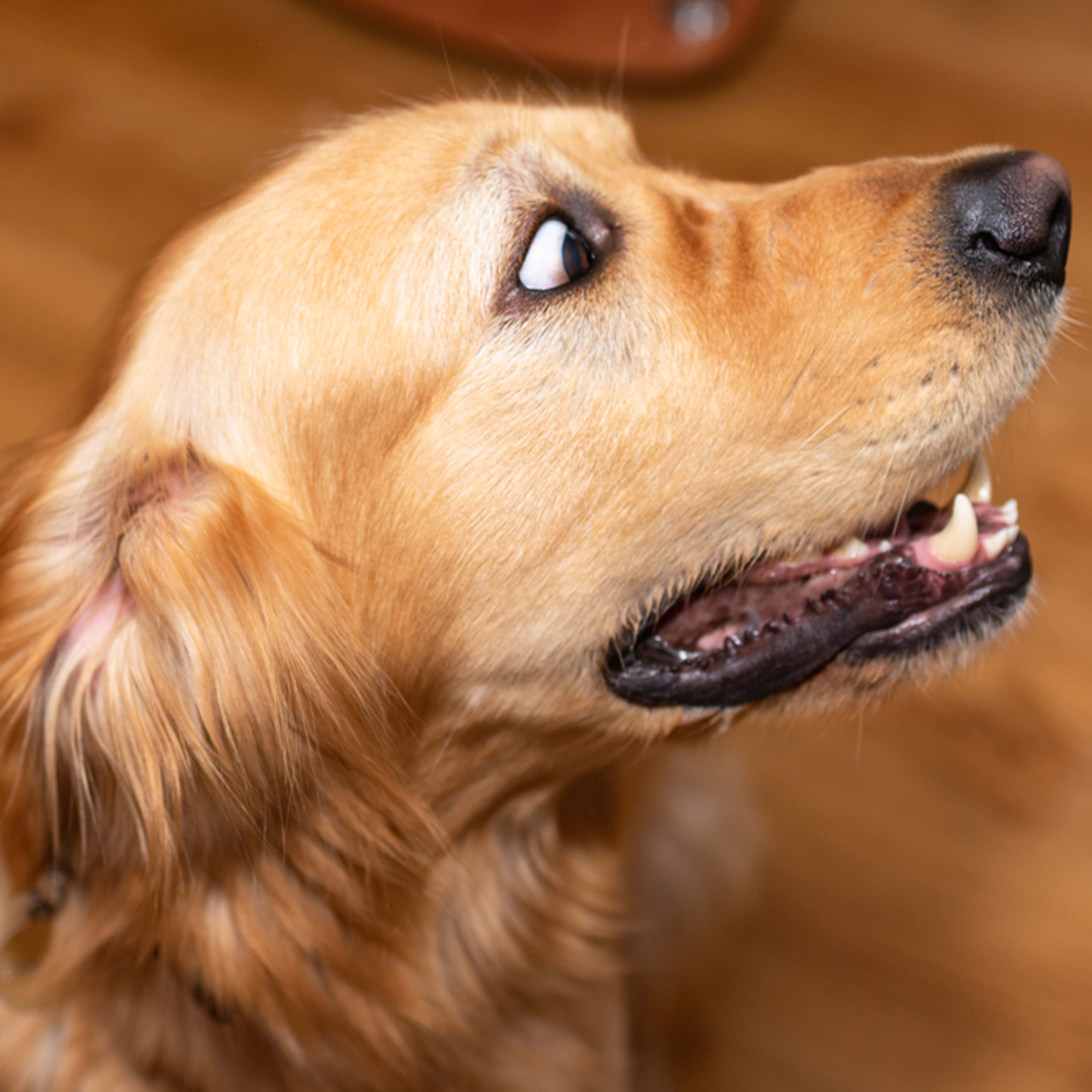 Golden Retriever Gets the Most Wholesome Brand Trip Experience and His ...