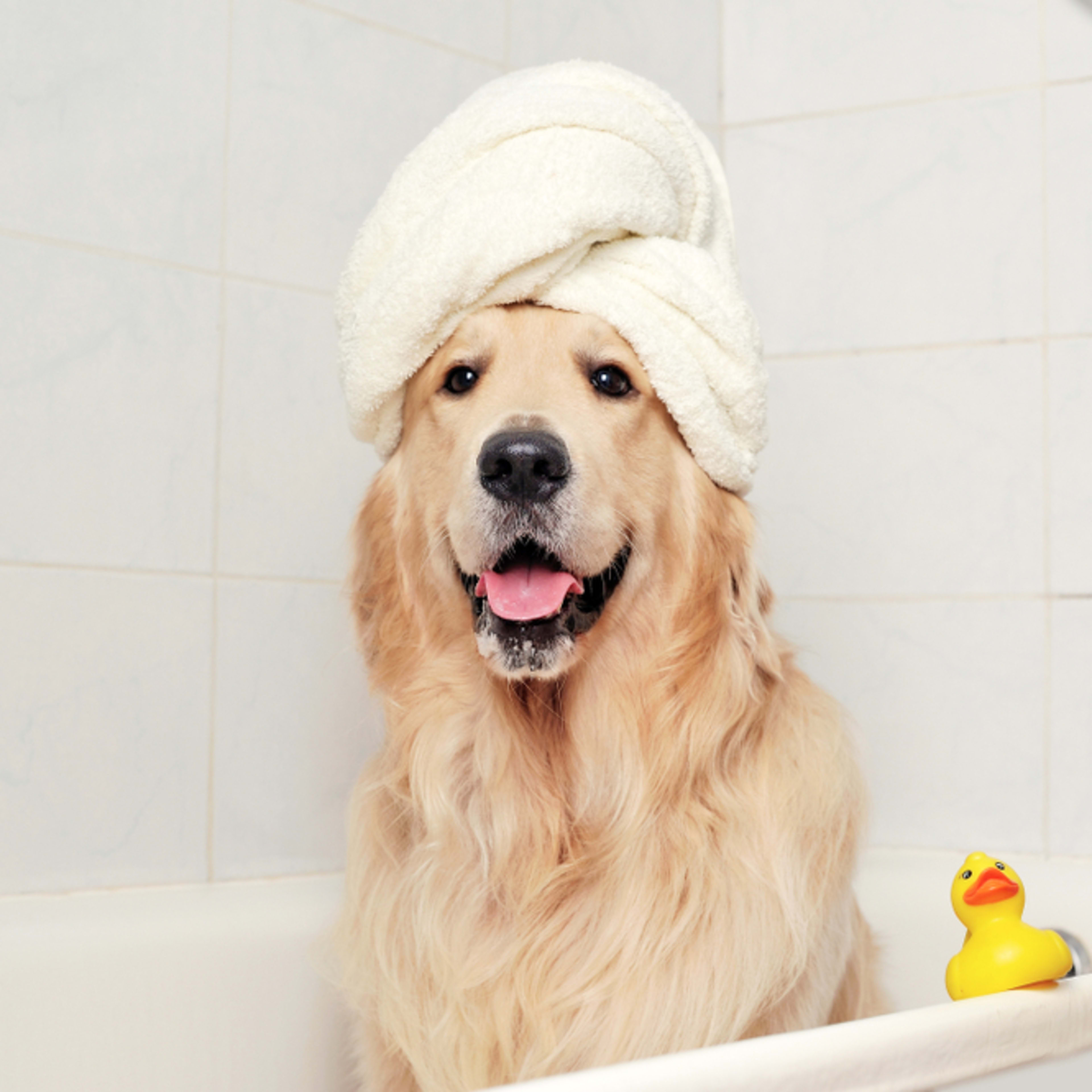 Golden Retriever Gets the Most Wholesome Brand Trip Experience and His ...