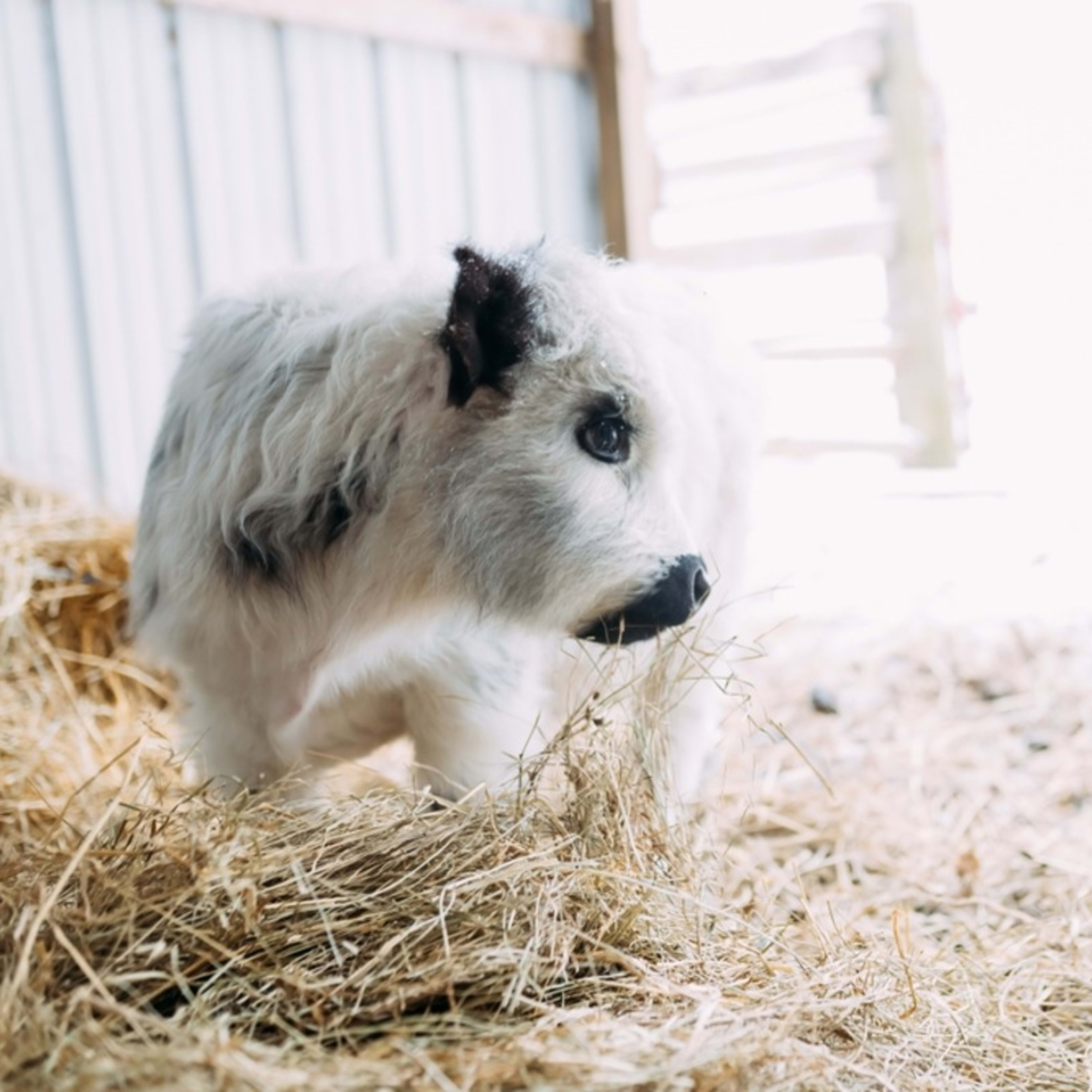 Brand-New Baby Cow Has the Biggest Moo We’ve Ever Heard - PawNation