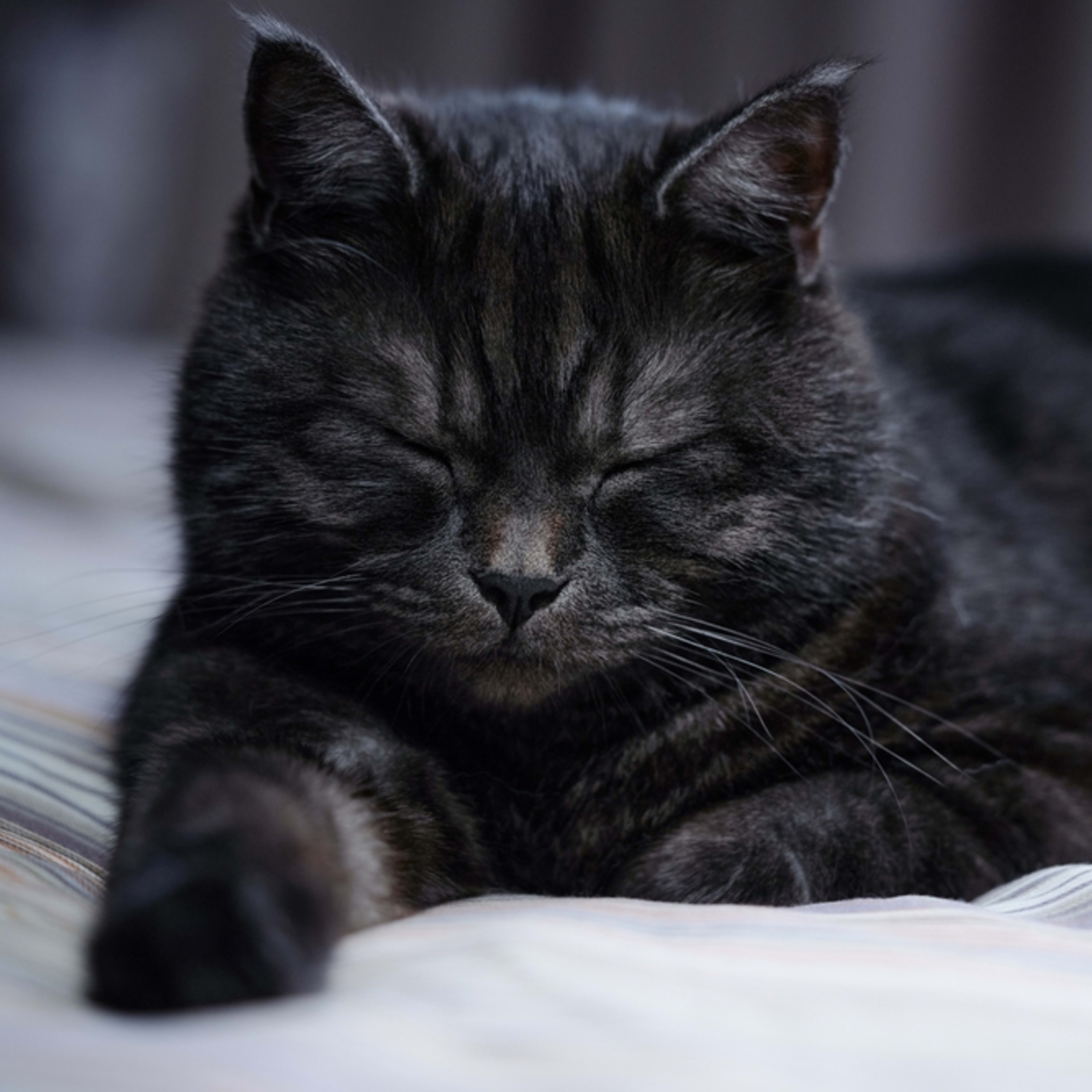 Bernese Mountain Dog Treats the Backseat Like a Throne in Cute Clip ...