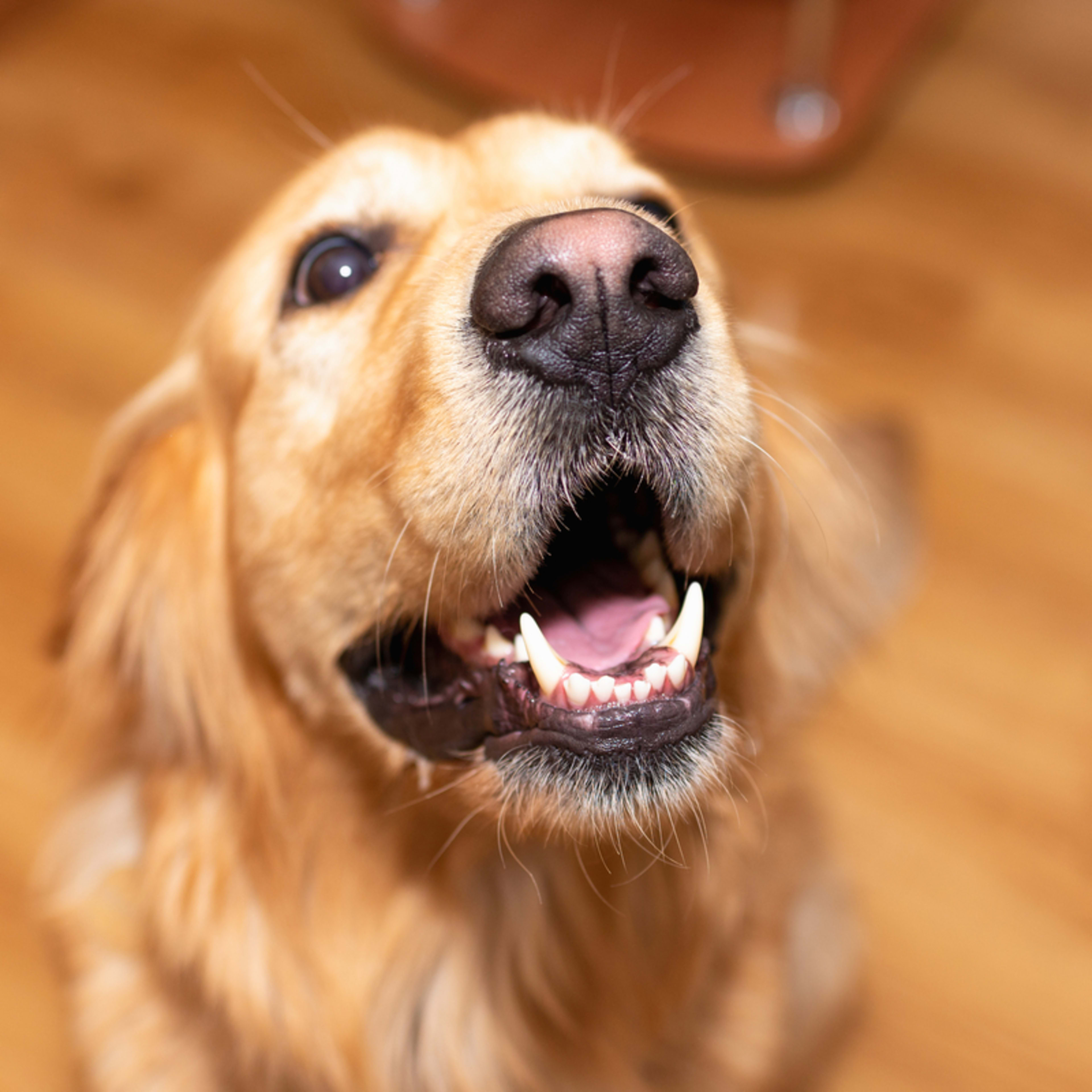 Golden Retriever Casually Steals Her Human’s Massage and Claims the ...