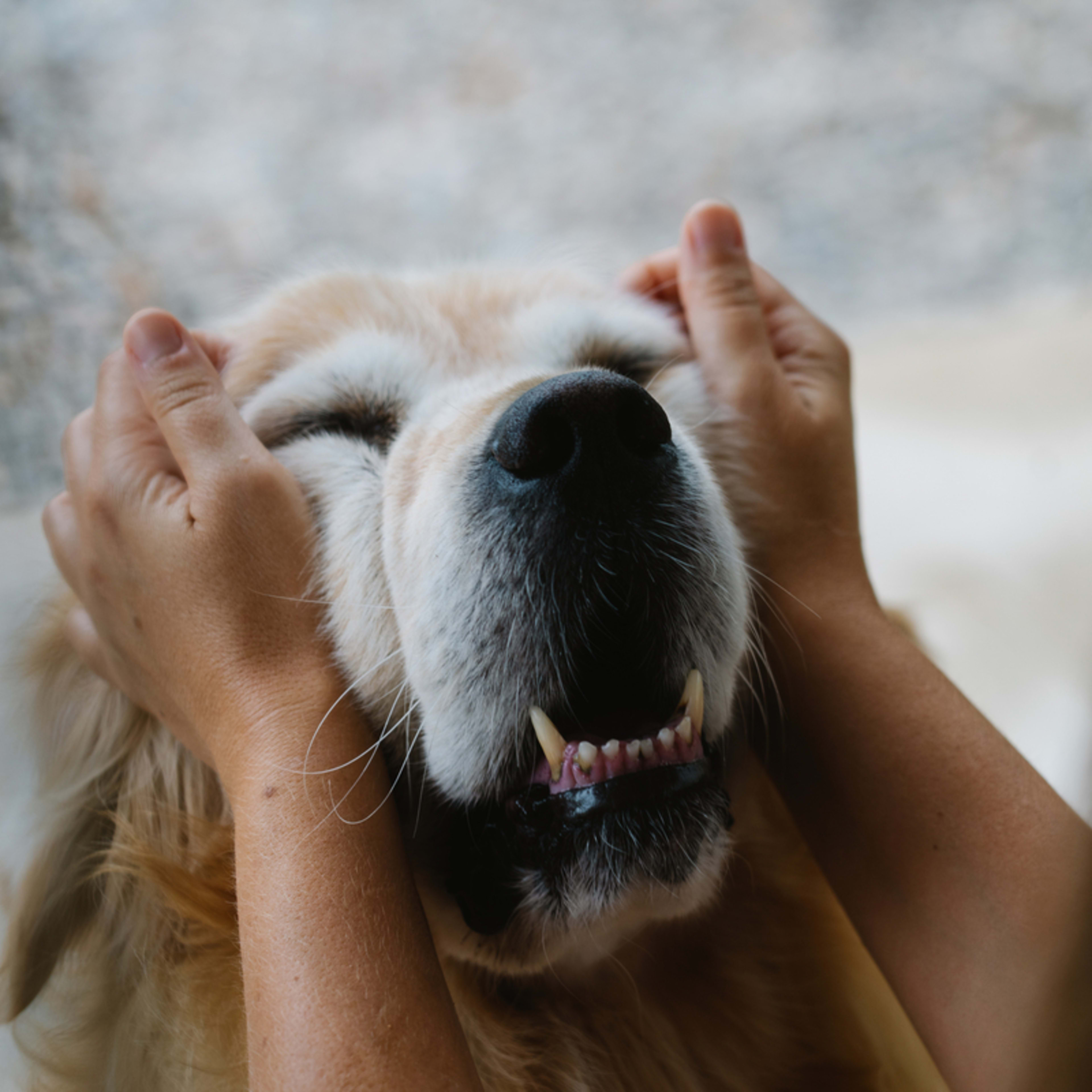Golden Retriever's Emotional Goodbye to Aunt Is the Sweetest - PawNation