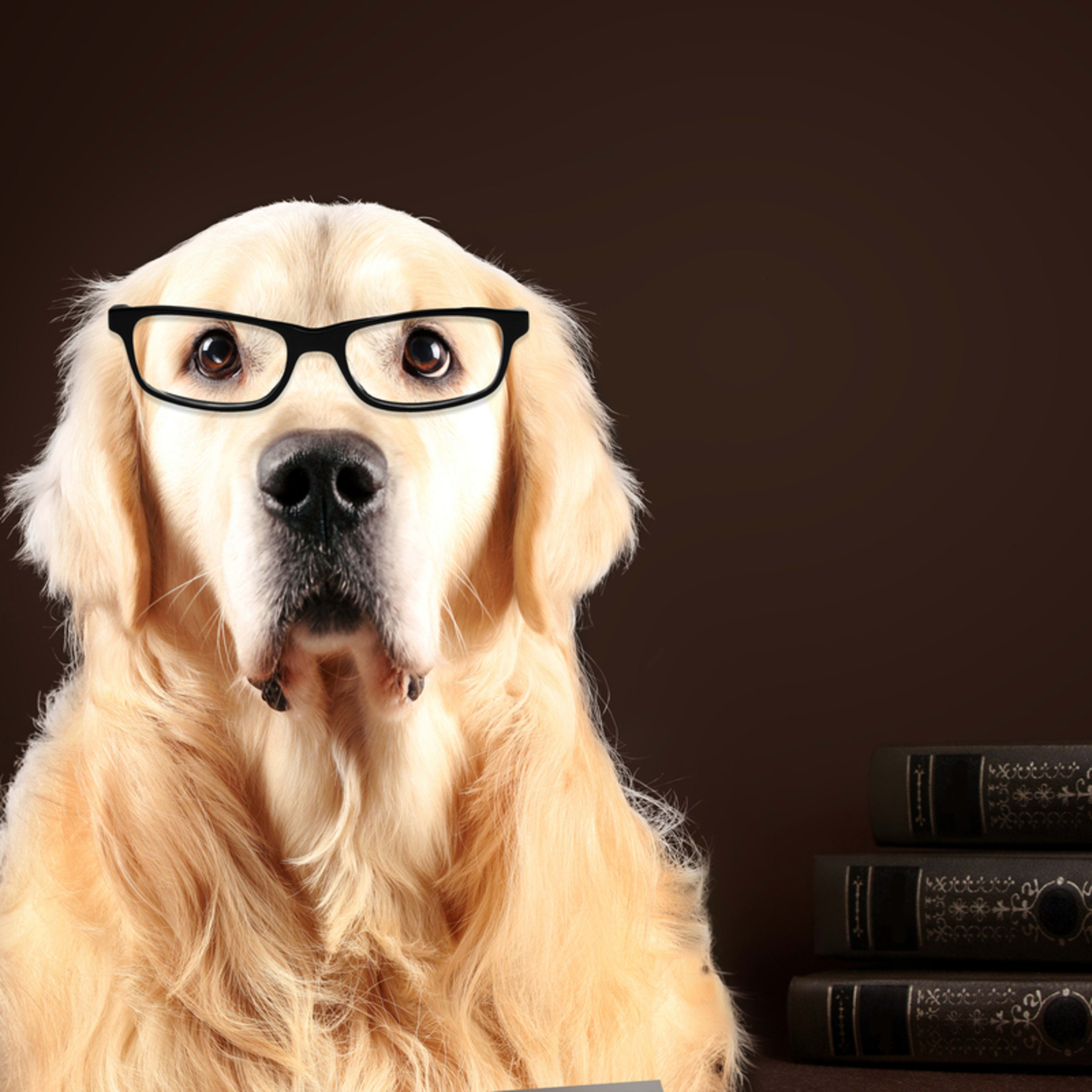 Black Labrador Puppy Adorably Uses Golden Retriever Sibling as a Step ...
