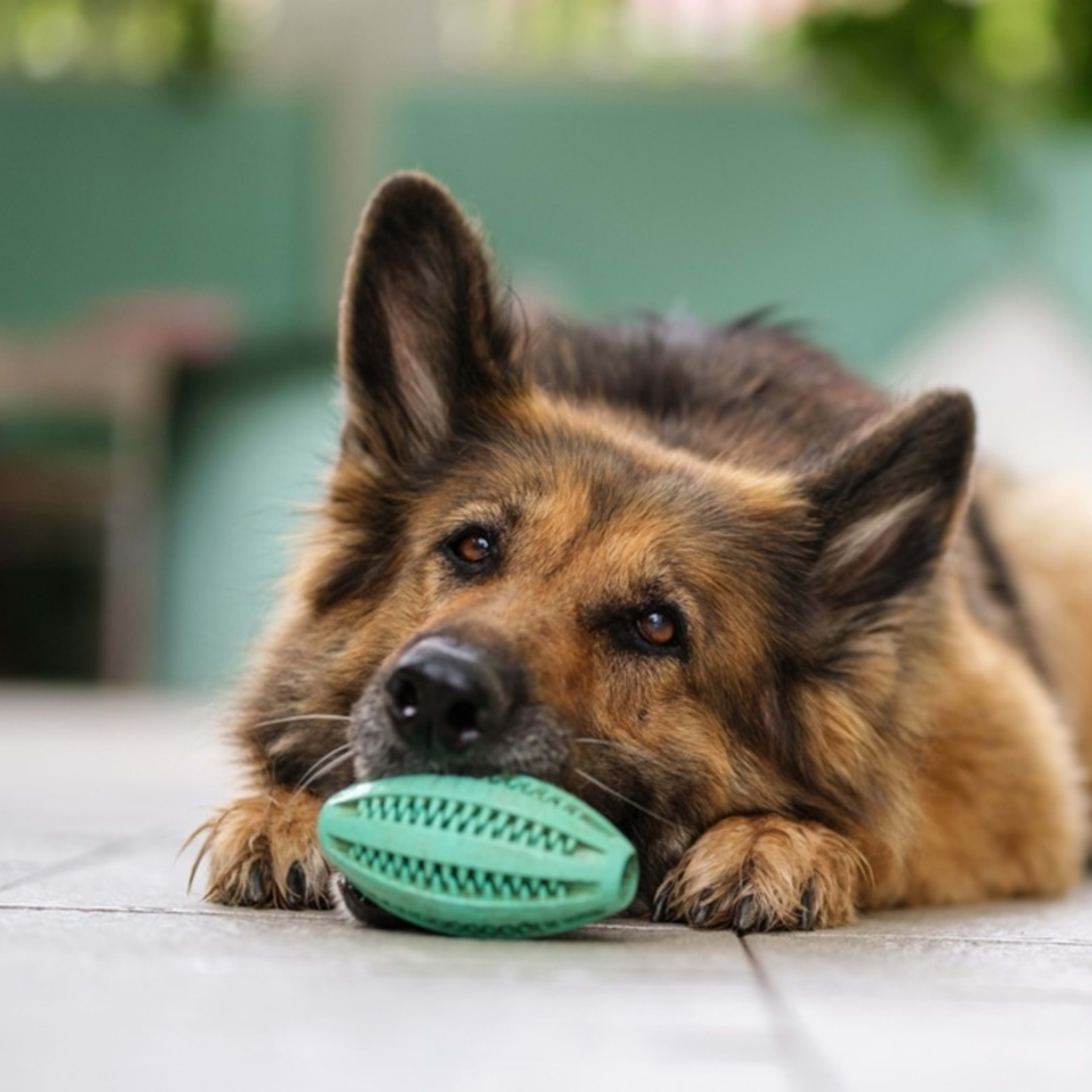New Cat Steps in and Fills the TV-Watching Void Left in Her Dad’s Heart ...
