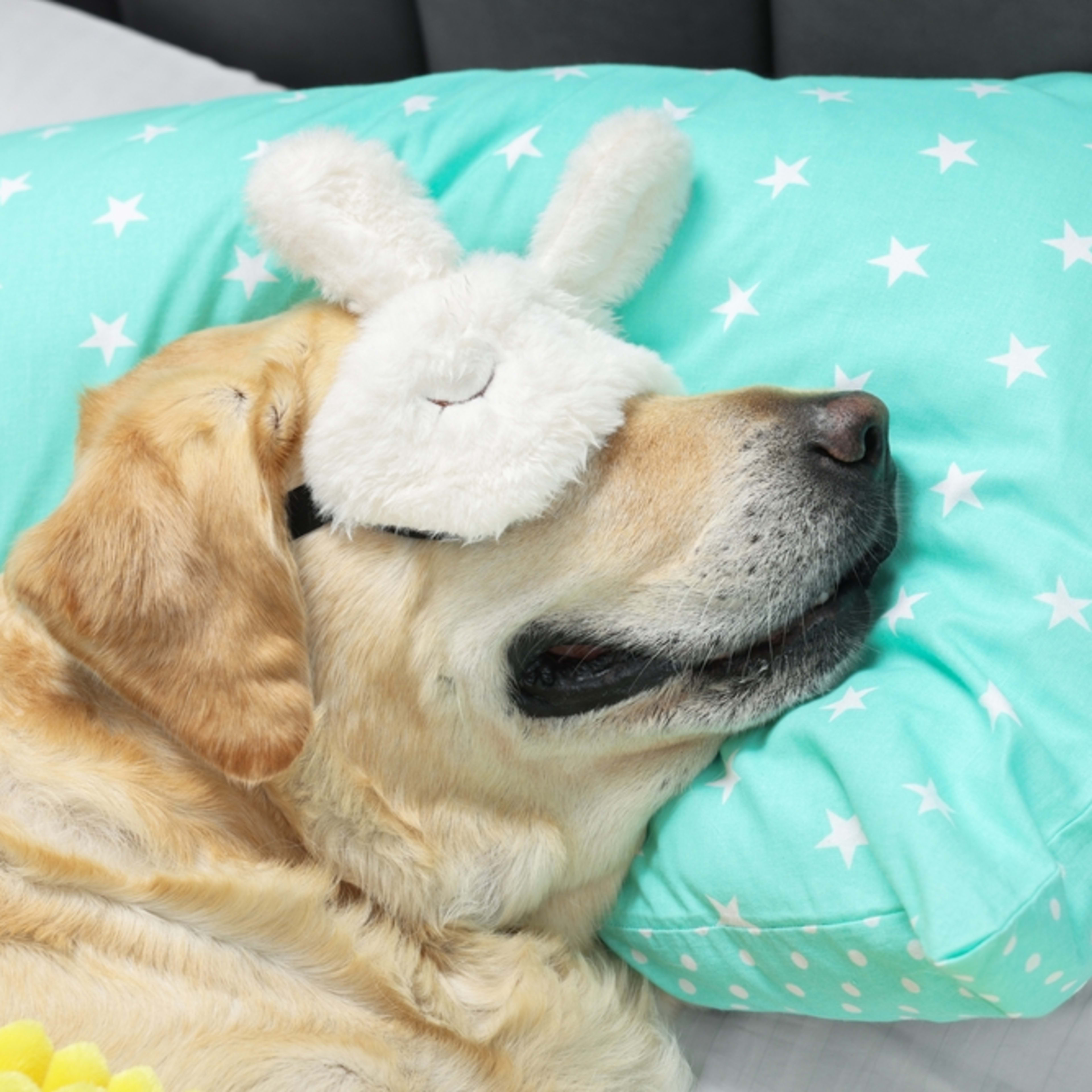 Curious Bernese Mountain Dog Puppy Lets Us Admire Him Before Trotting ...