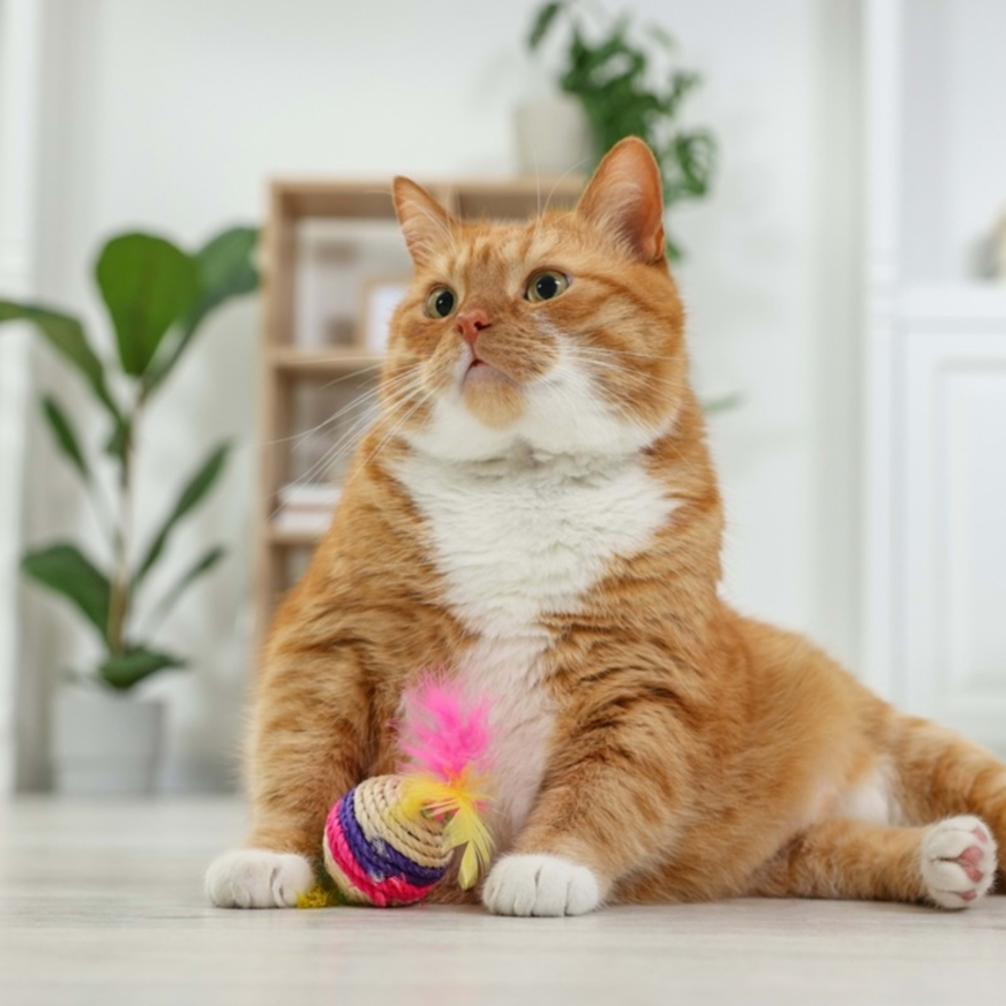 Golden Retriever Gets the Most Wholesome Brand Trip Experience and His ...