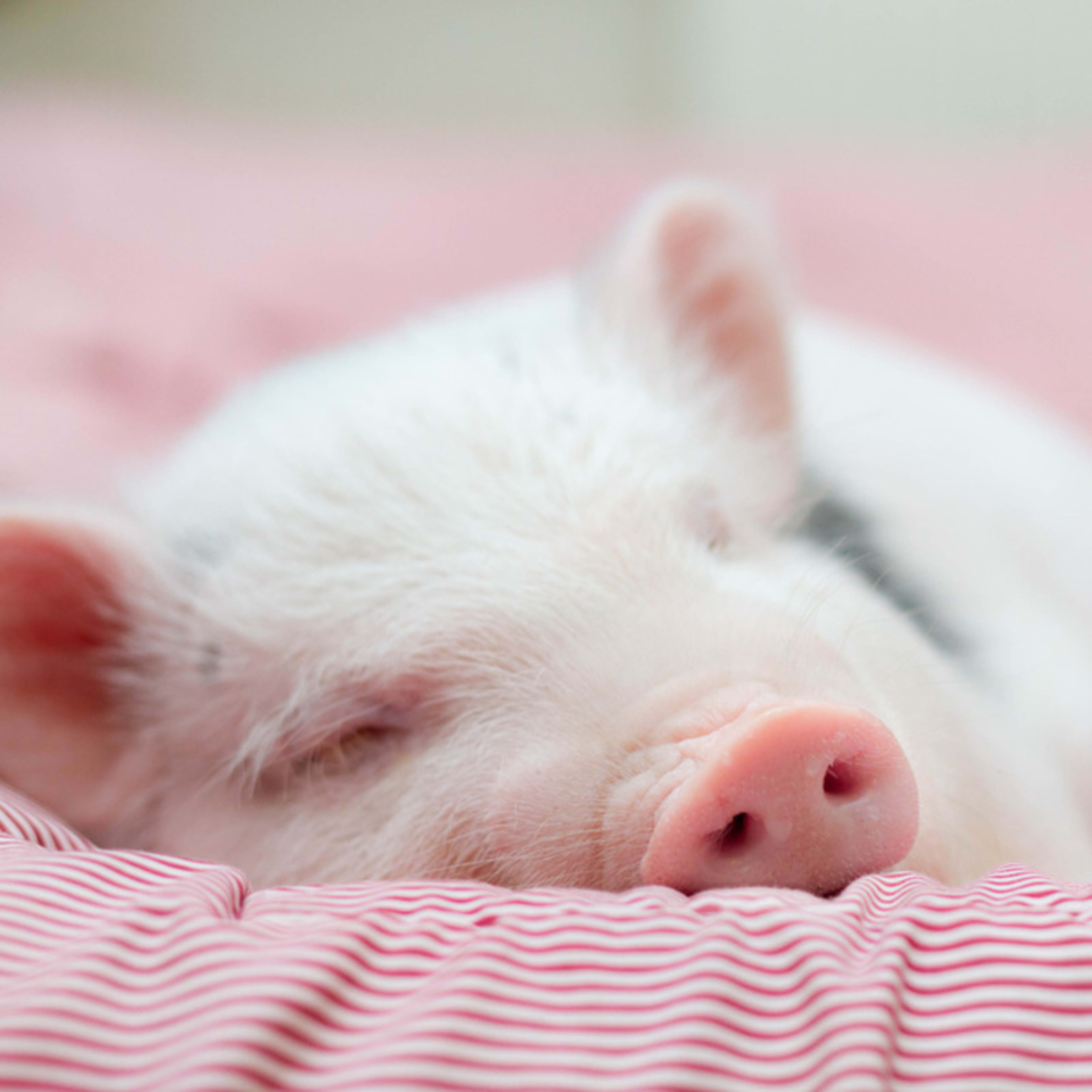 Pit Bull Trying To Snuggle up With Black Cat Is Cracking Everybody Up ...