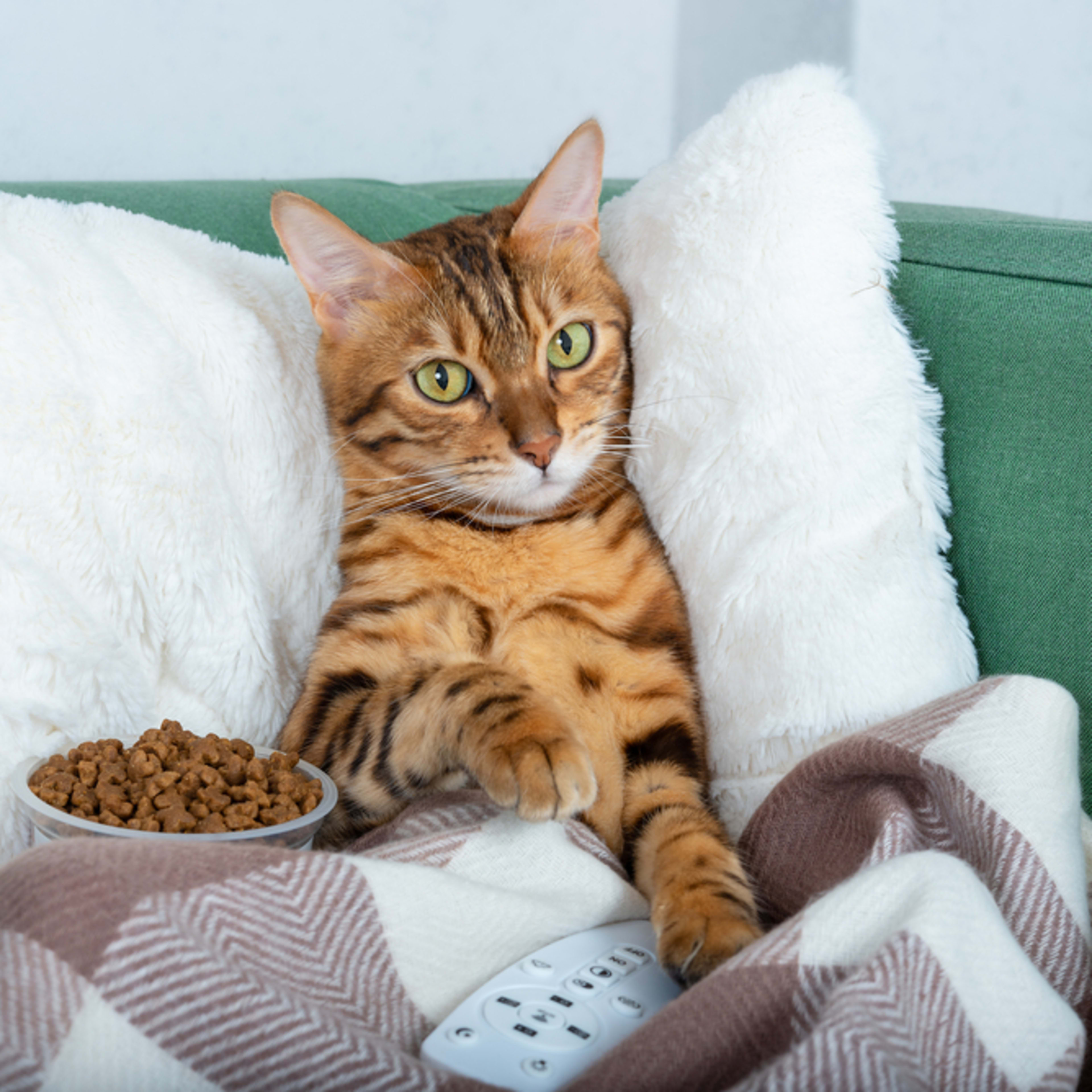New Cat Steps in and Fills the TV-Watching Void Left in Her Dad’s Heart ...
