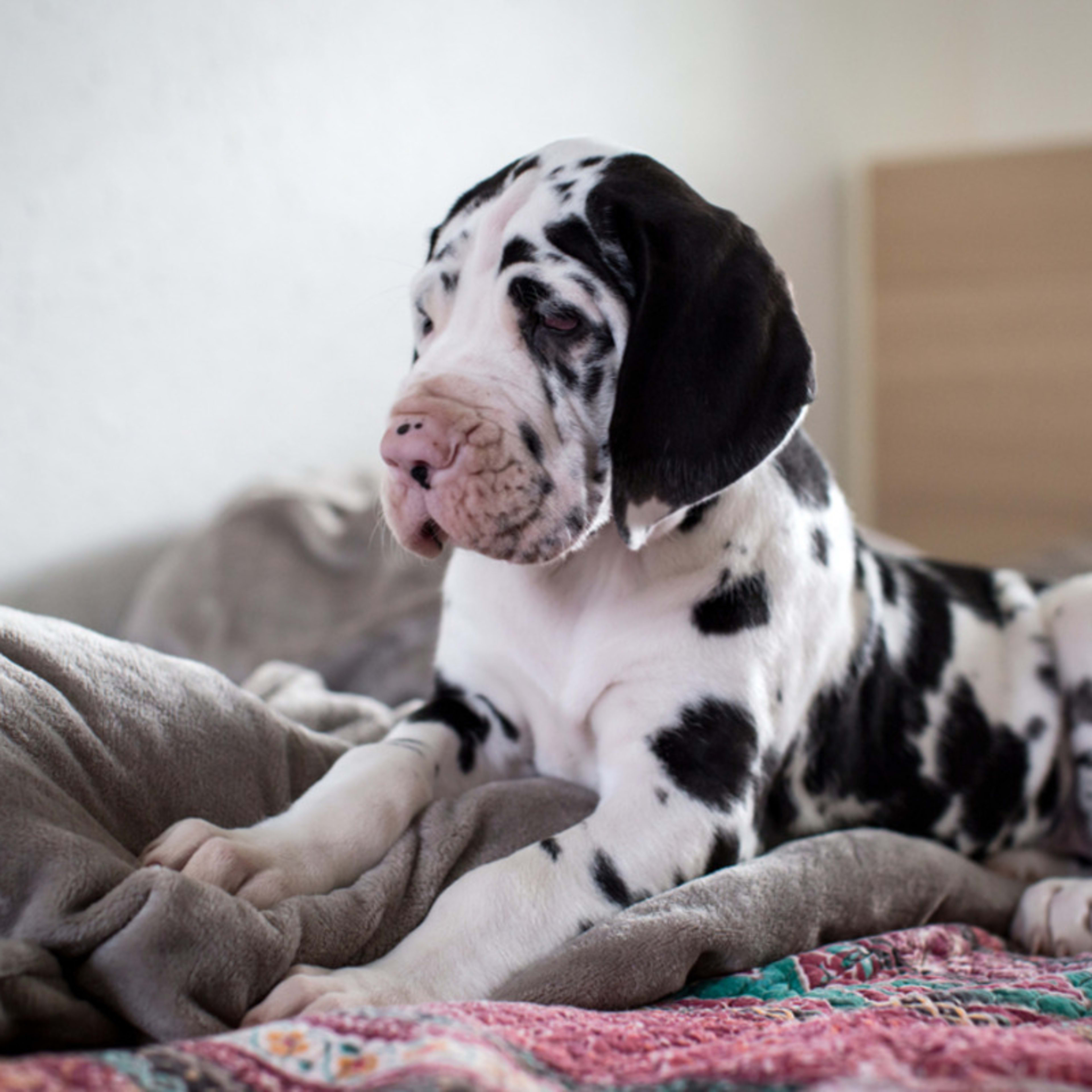 Great Dane at Doggy Daycare Peeks Over Fence Because She’d Rather Play ...