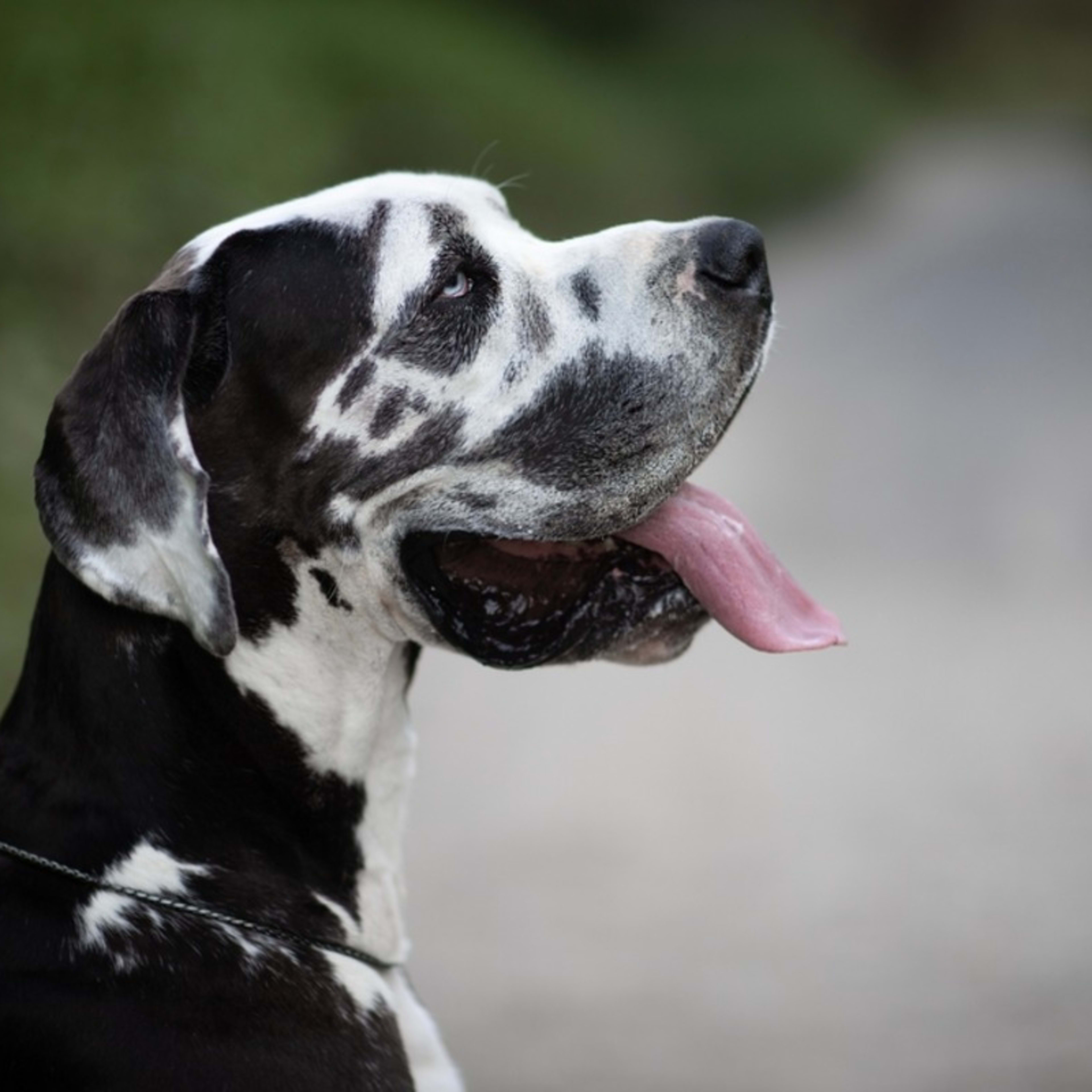Golden Retriever Gets the Most Wholesome Brand Trip Experience and His ...