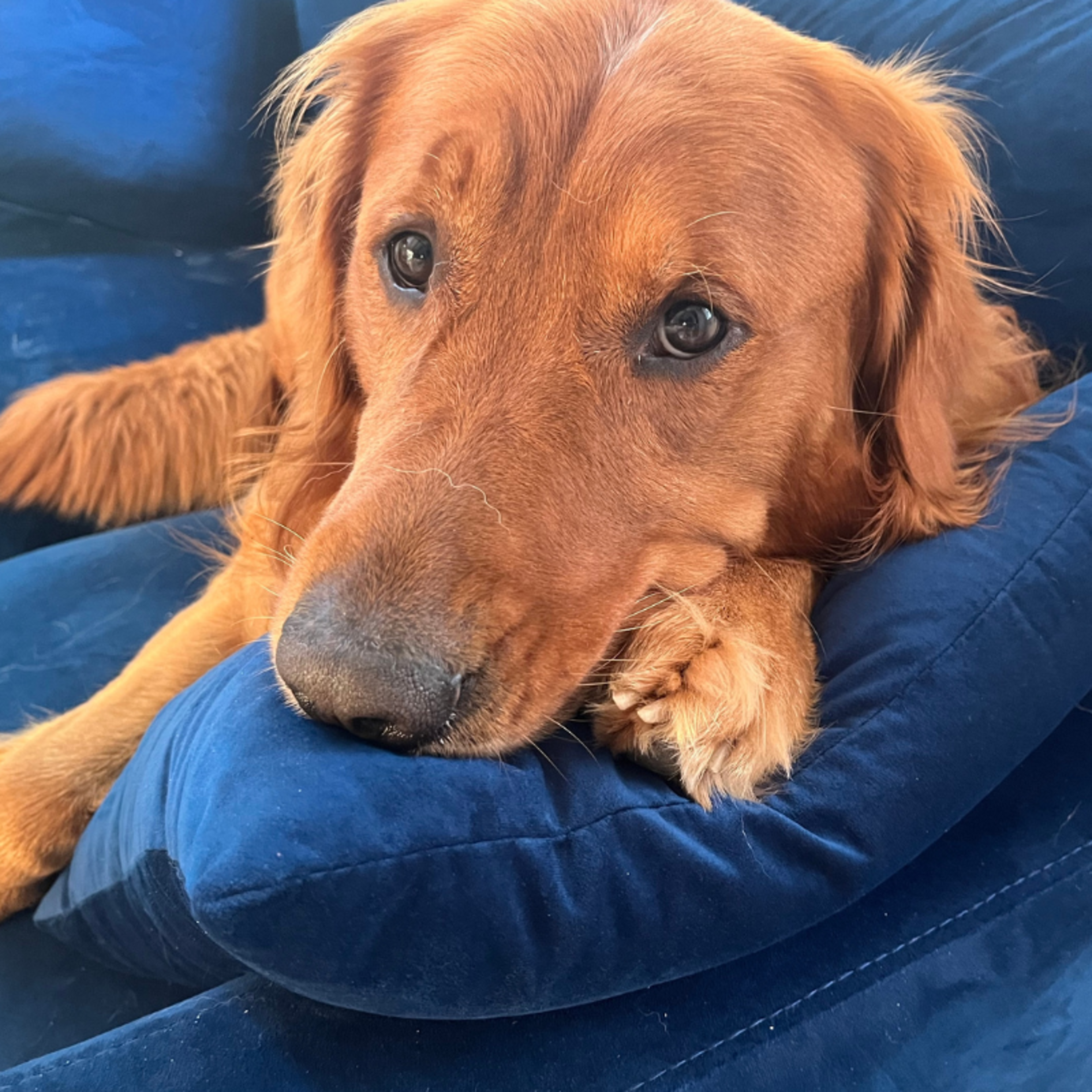 Senior Golden Retriever Refuses To Leave Room When 4 Feline Siblings ...