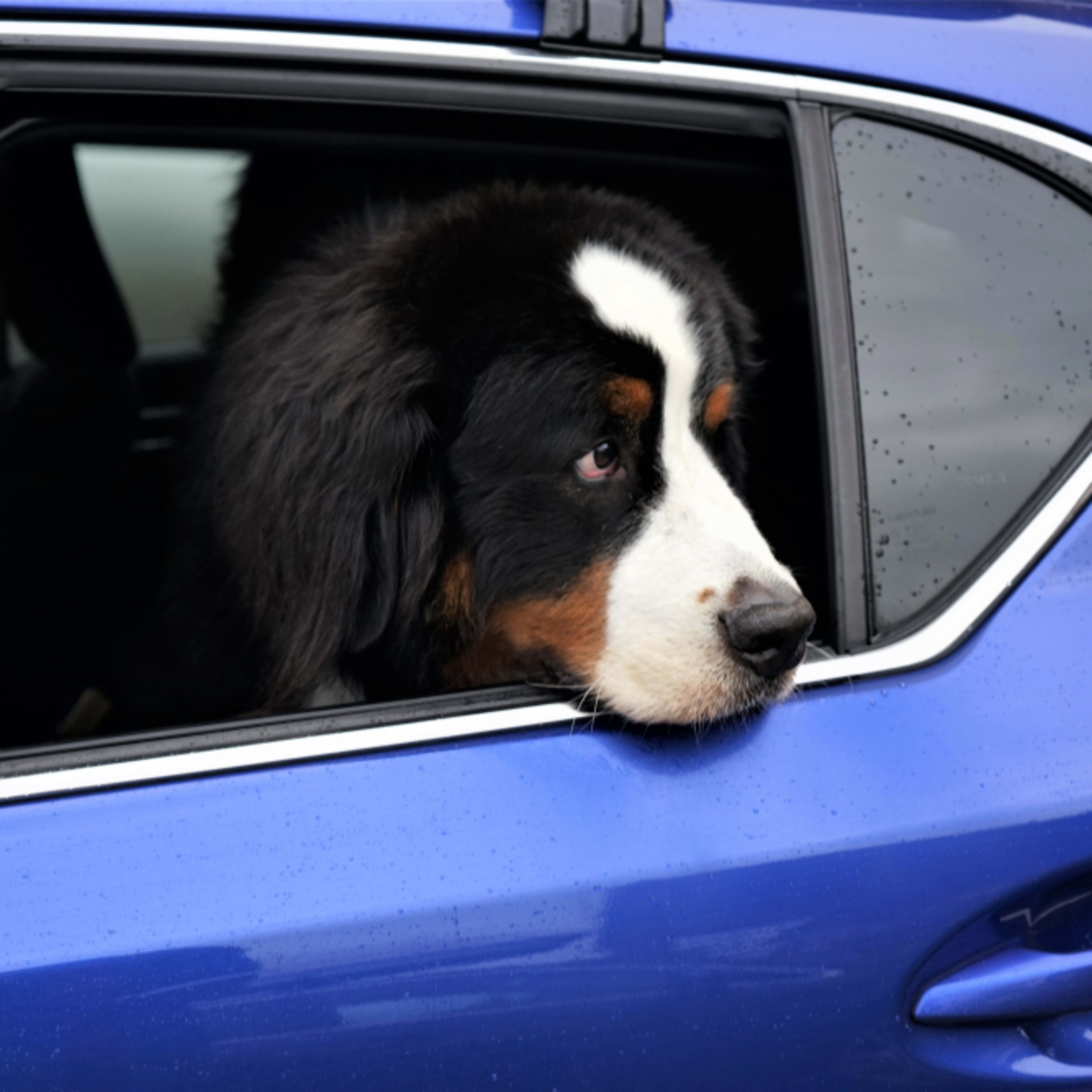 Precious Baby Girl Handing Out Carrots to Horses Is Absolutely Adorable ...
