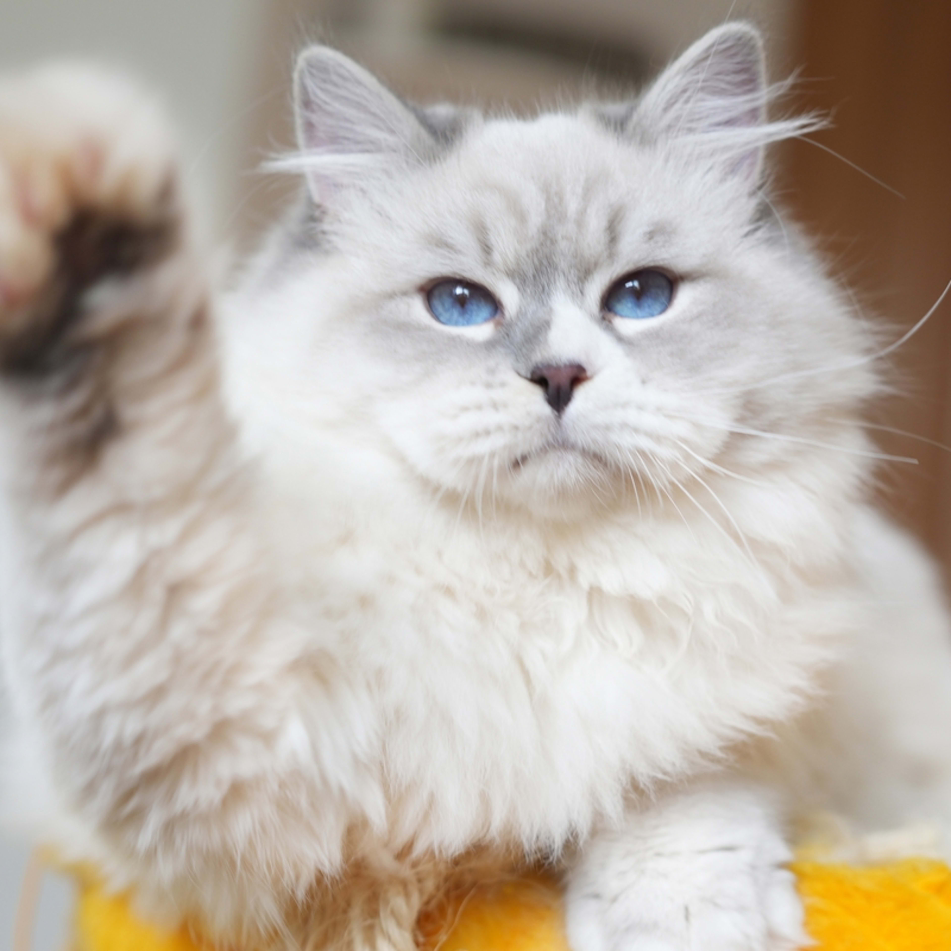 Siberian Cat 'On Best Behavior at Grandma's' Lets Loose Once He's Home ...