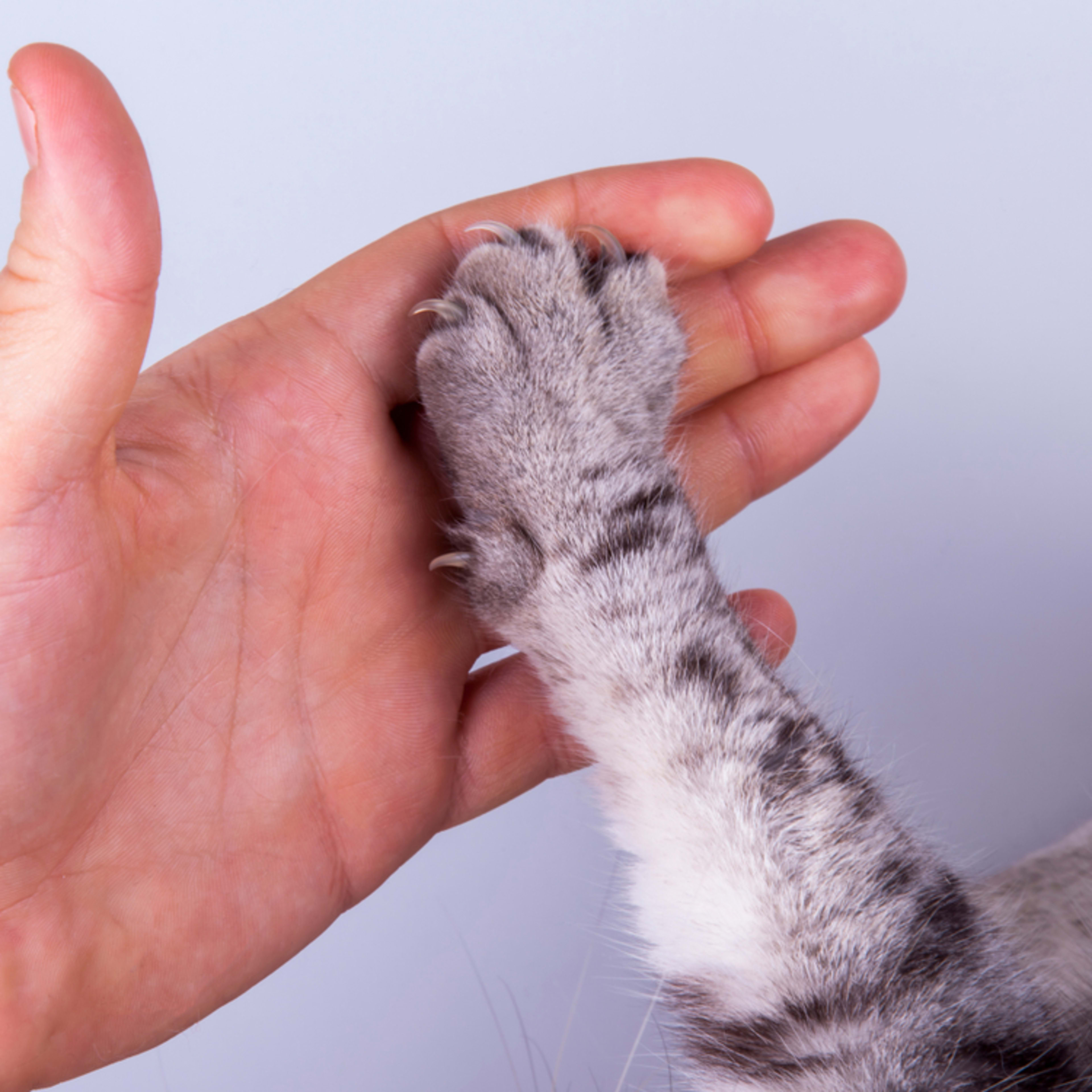 Tabby Cat Is Absolutely Zooted After His Neuter Appointment - PawNation