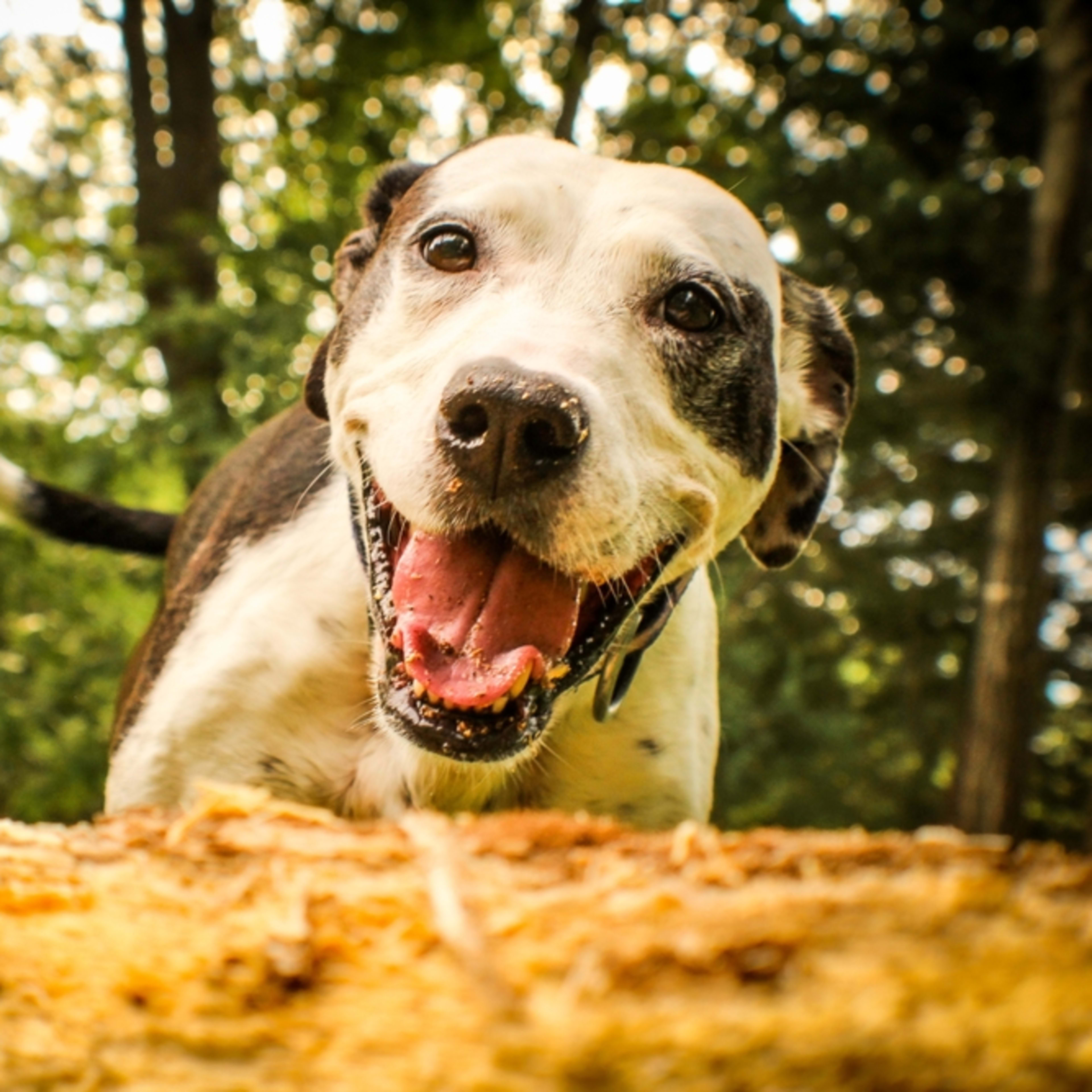 Labrador Retriever Steals Mom's Bubble Bath as Soon as She Leaves the ...