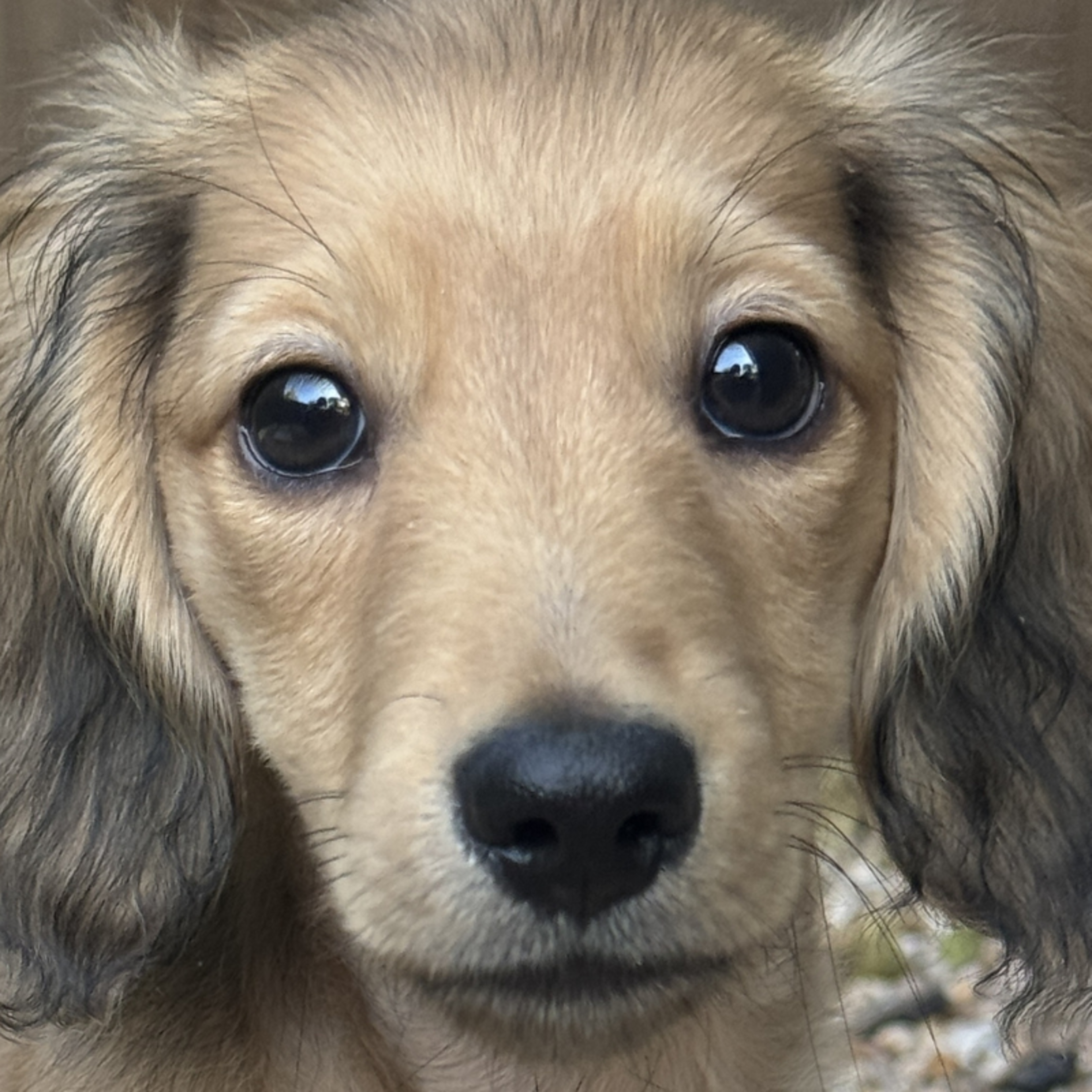 Akita Visits the Pet Store and Is Fascinated by the Fish - PawNation