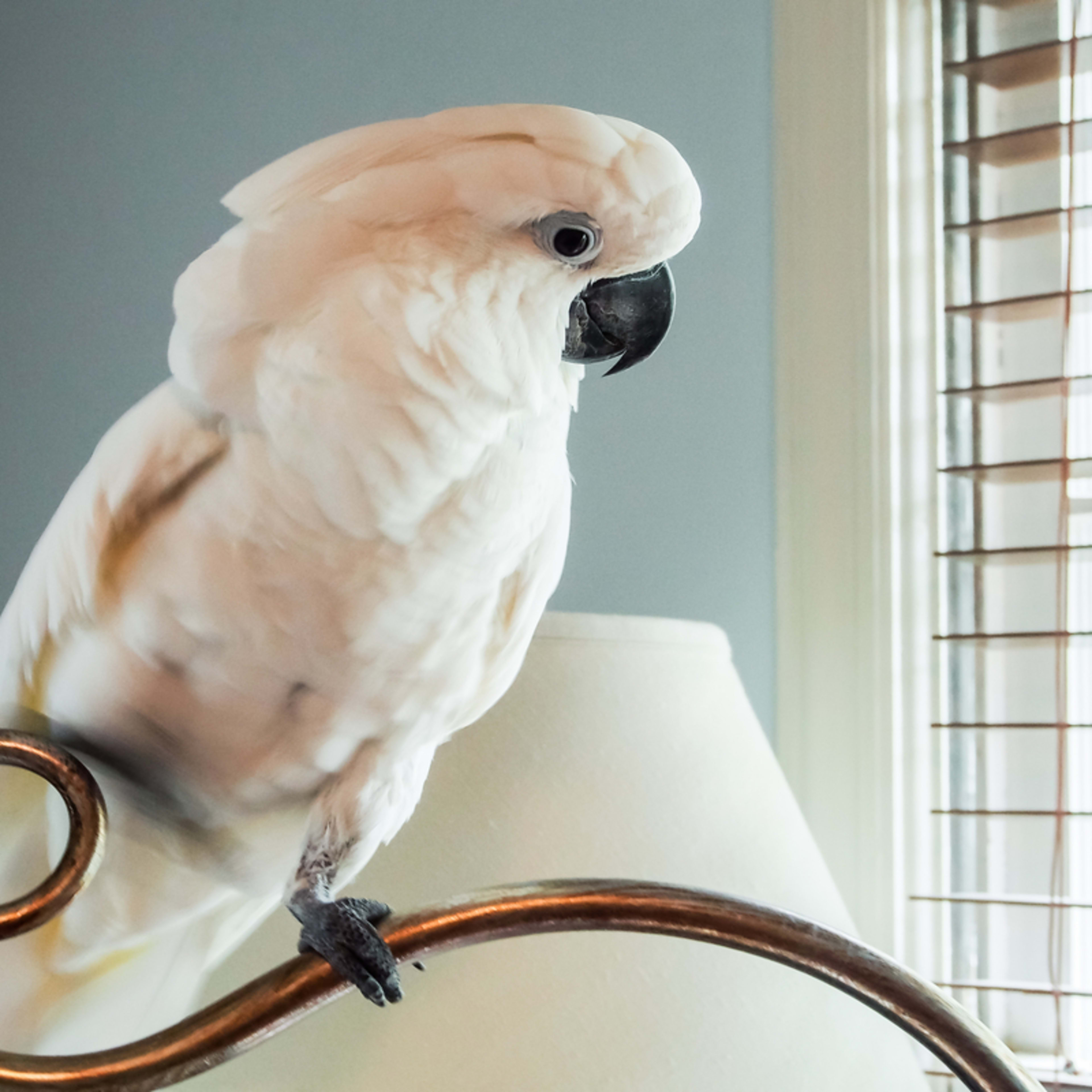Orange Cat Claims the Top Bunk Every Time and His Fluffy Sibling Is ...