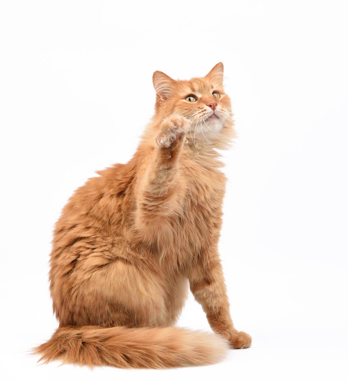 Orange Cats’ Reactions To ‘Meeting’ Snow for the First Time Are Too ...