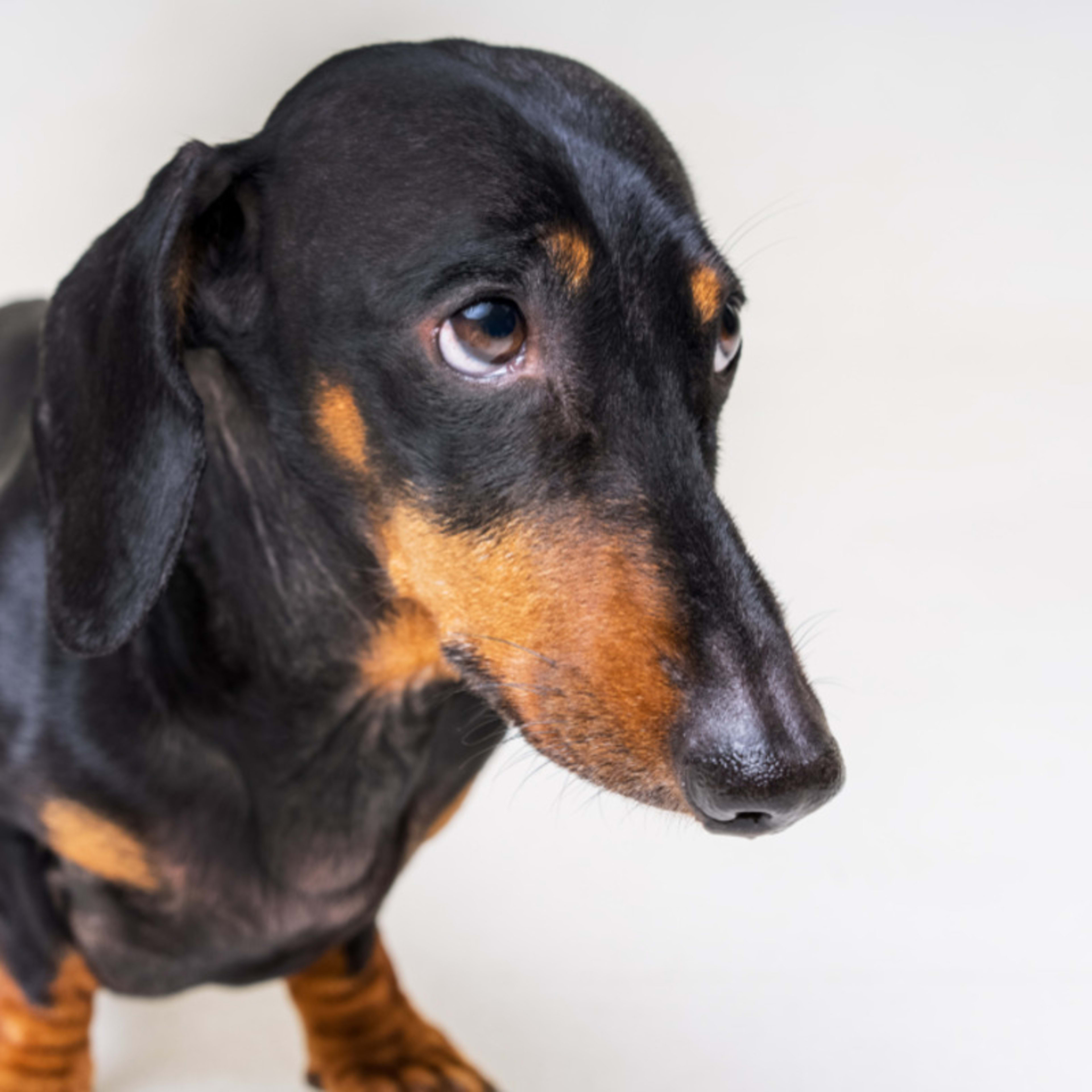 Great Pyrenees Livestock Guardian Dog Gets Caught Trying To Steal a ...